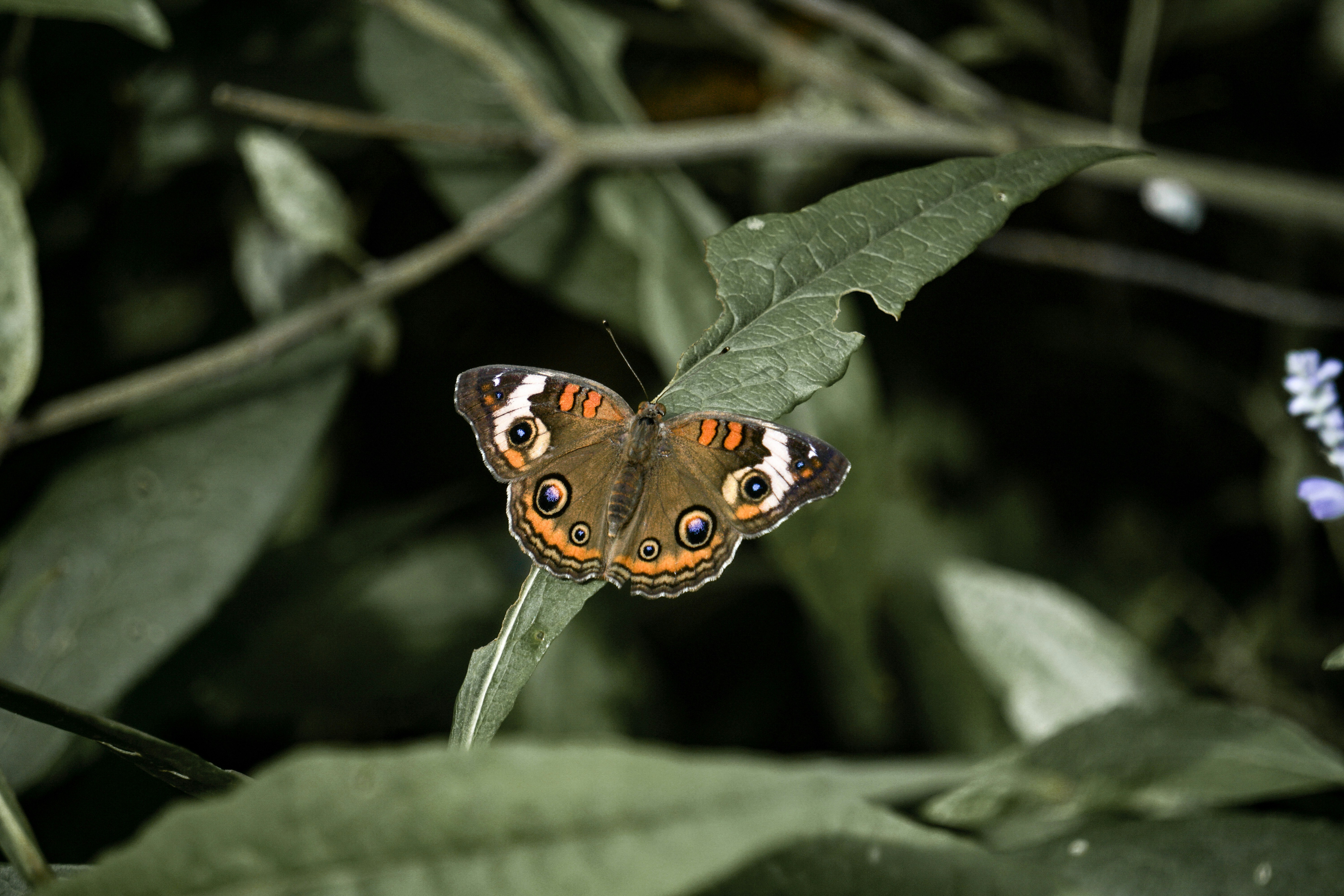 Whispers of Nature: The Butterfly's Rest