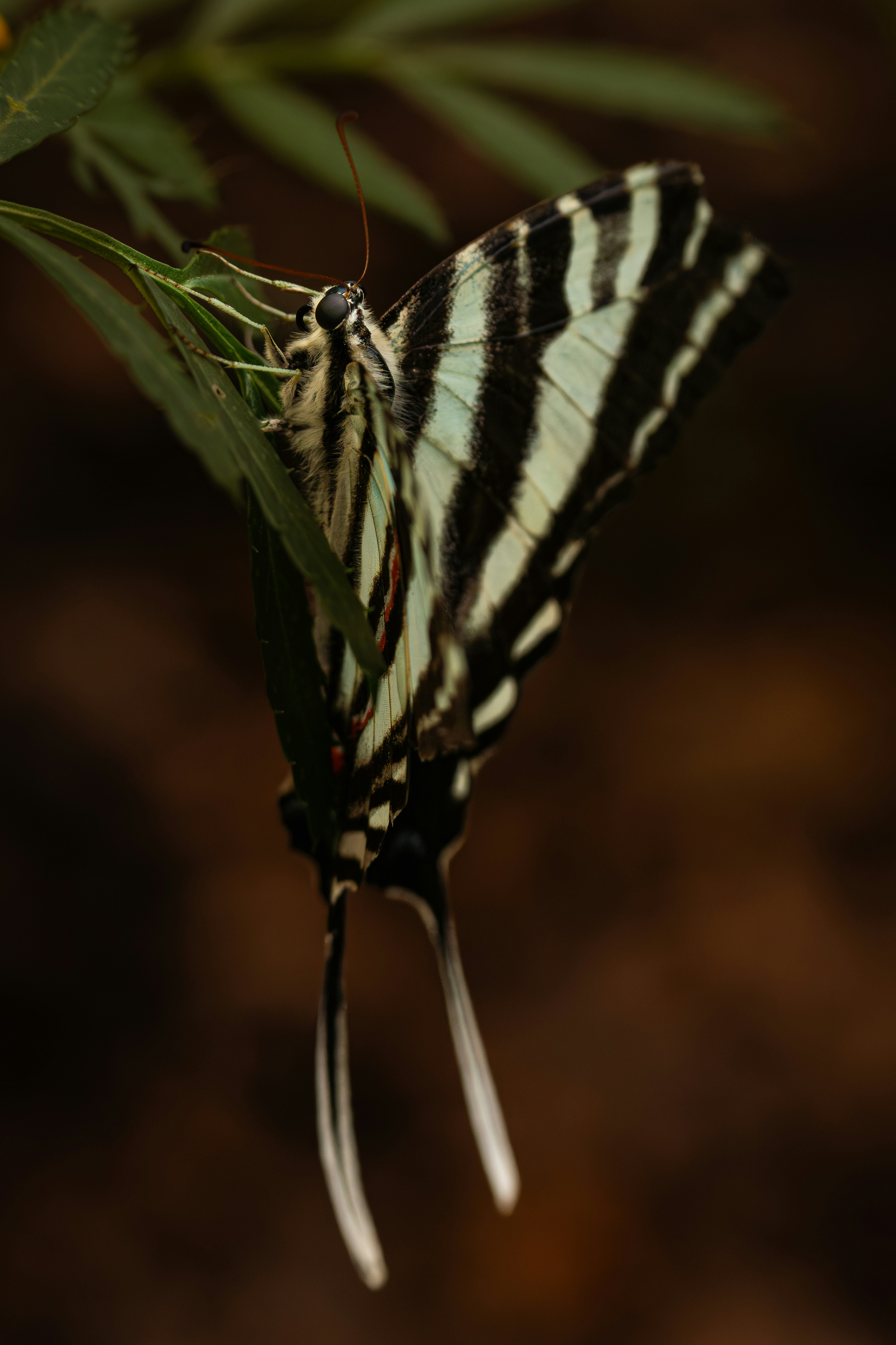 Whispers of the Jungle: A Butterfly's Embrace