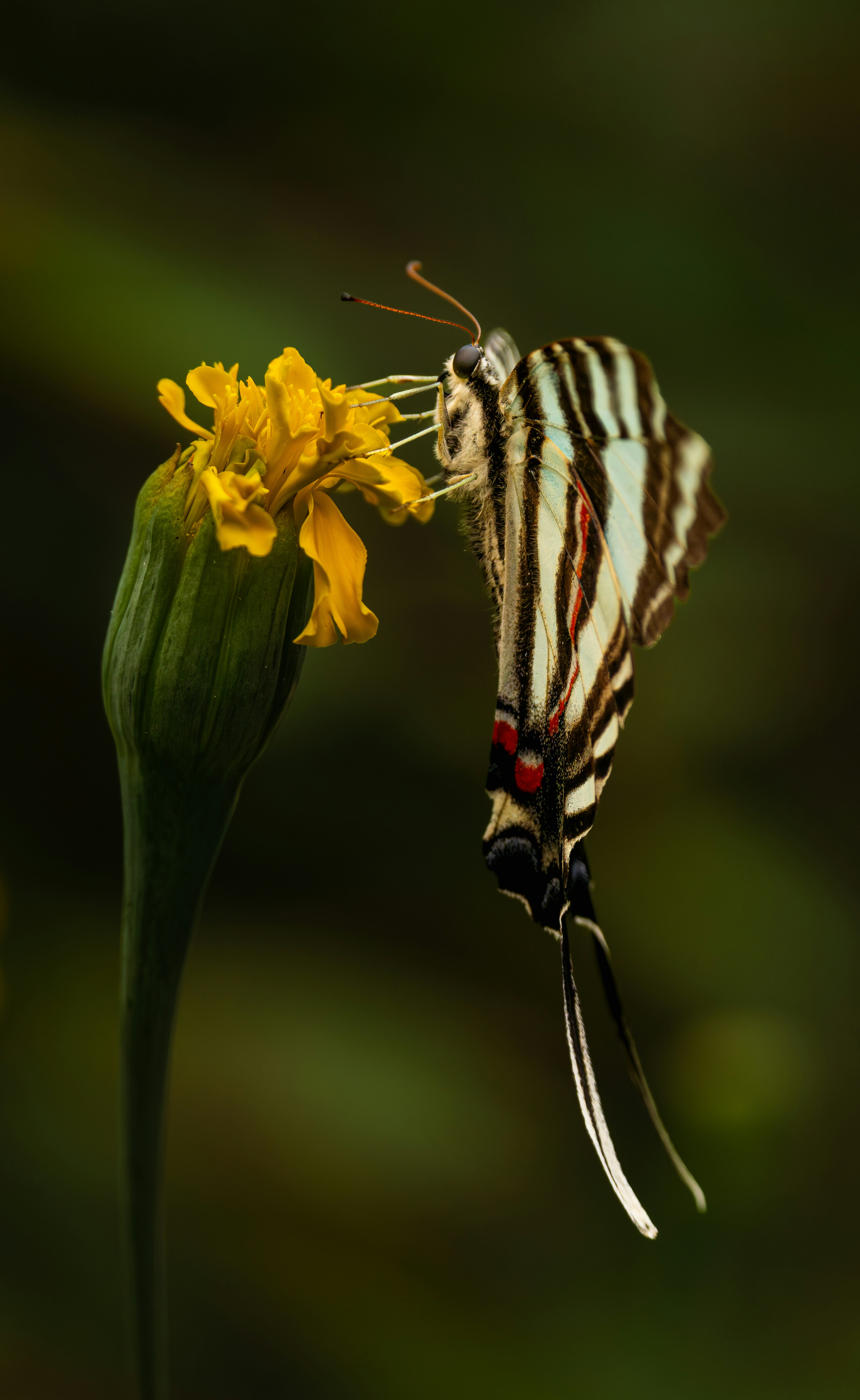 Whispers of Nature: A Butterfly's Dance with a Marigold