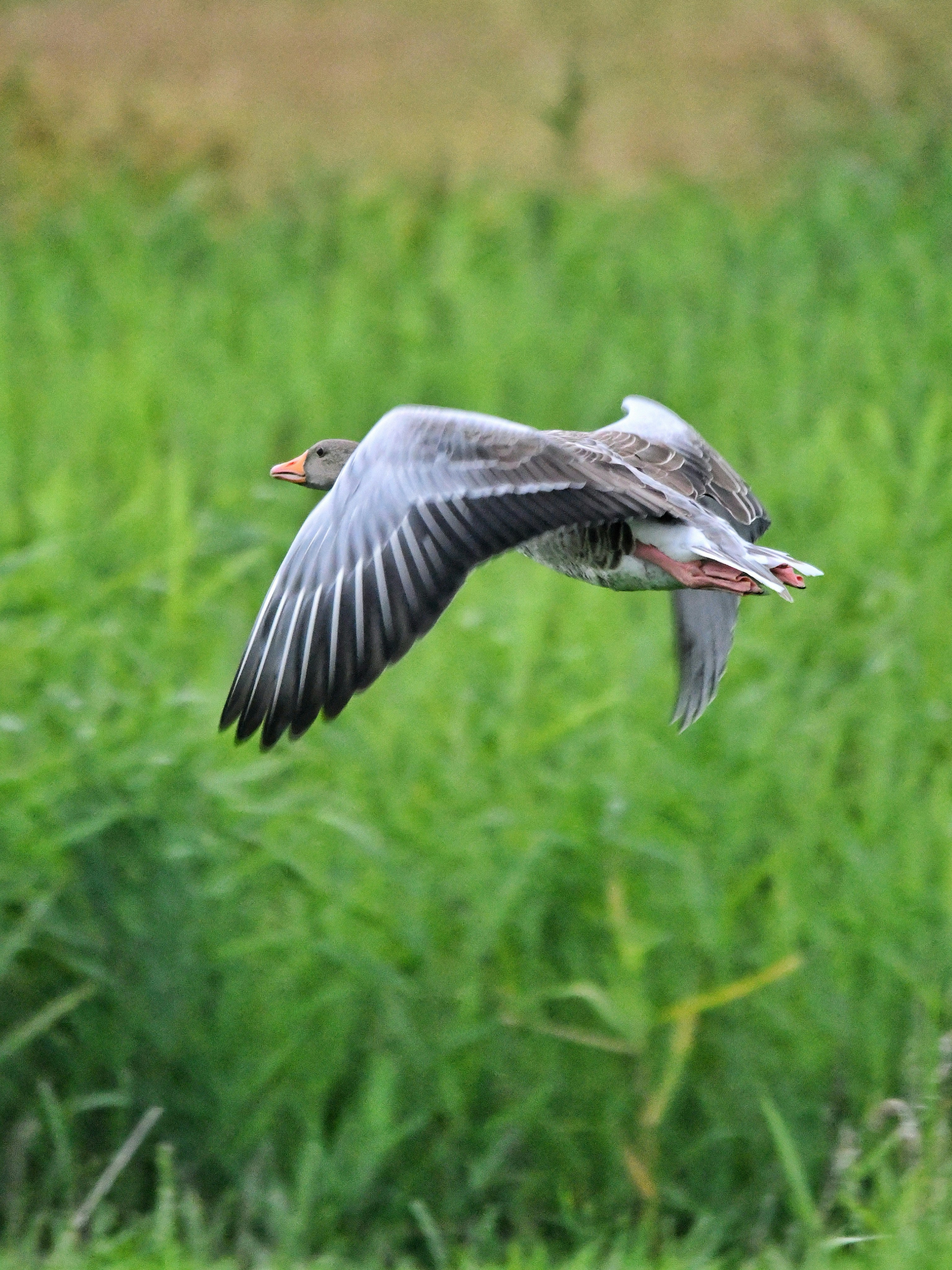 Graceful Flight: A Goose in Motion