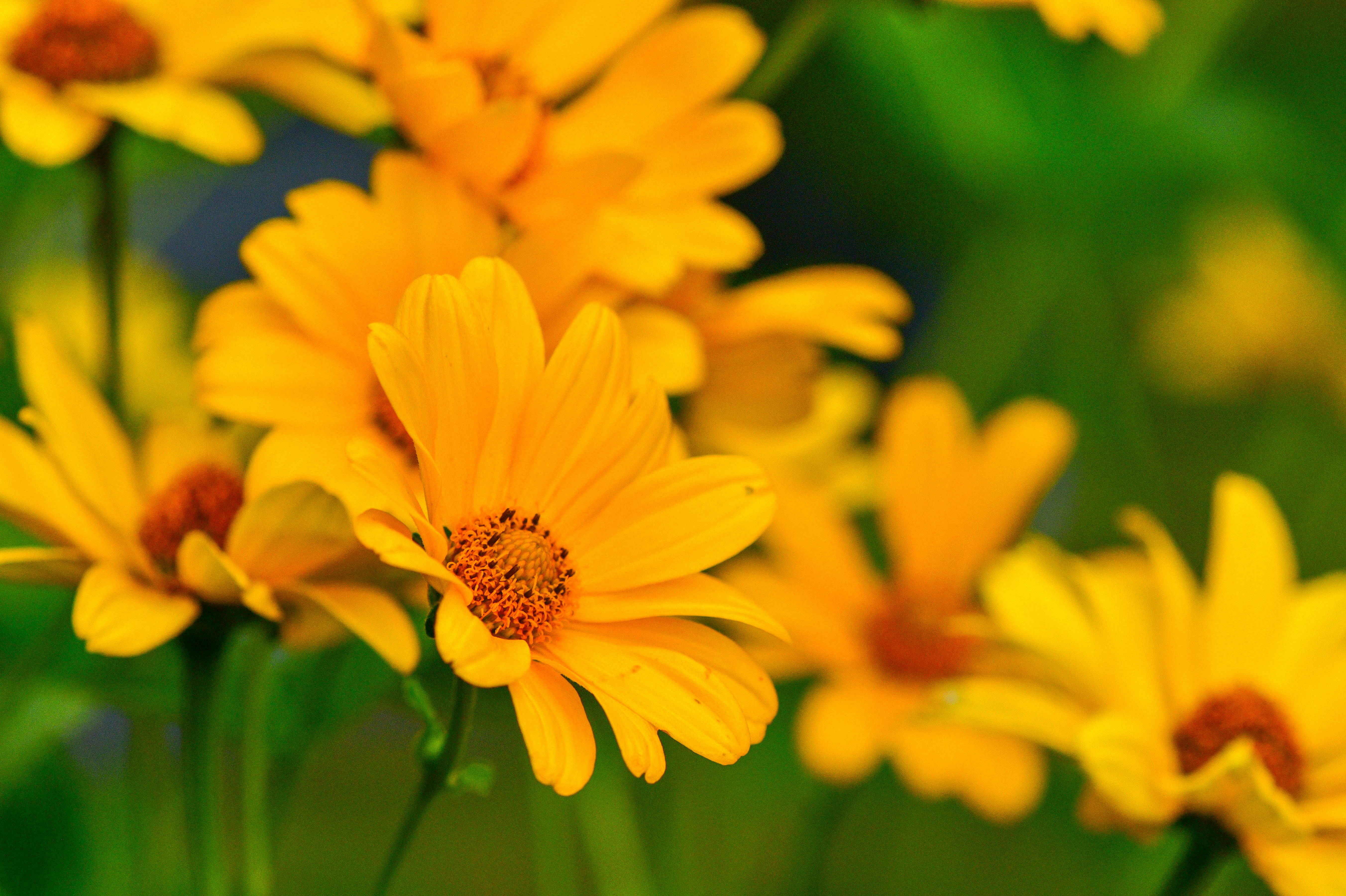 Bright yellow flowers bloom beautifully in the sunlight.