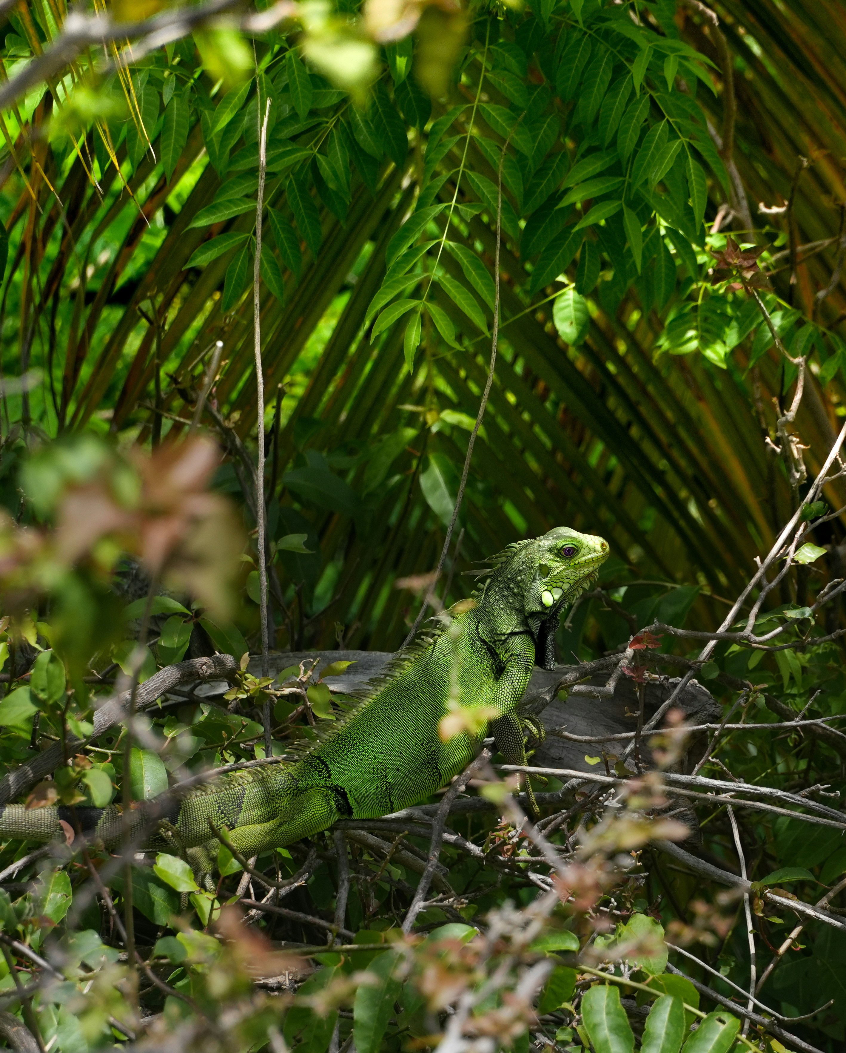 Emerald Sentinel: Nature's Guardian in Green