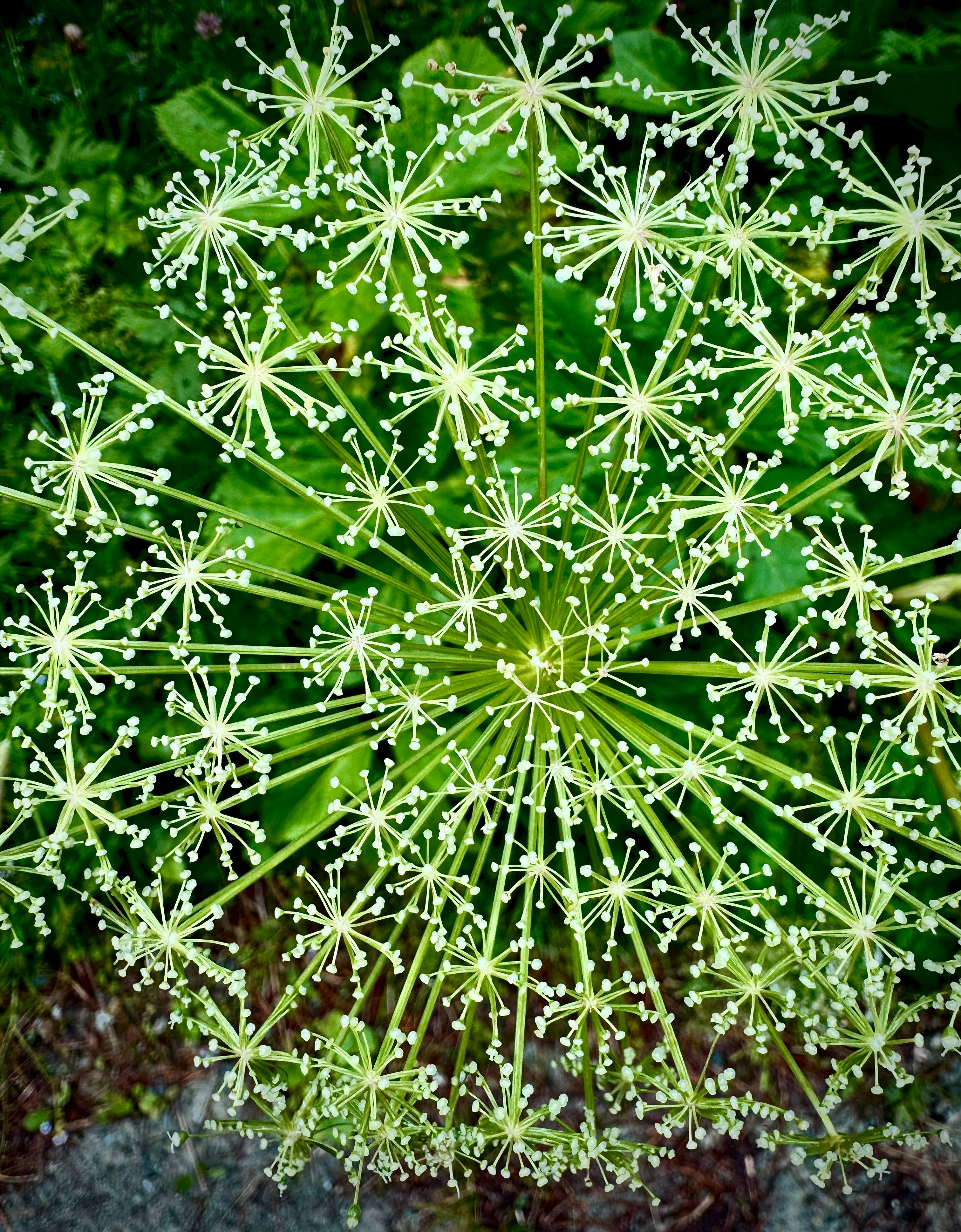 Symphony of Nature's Geometry