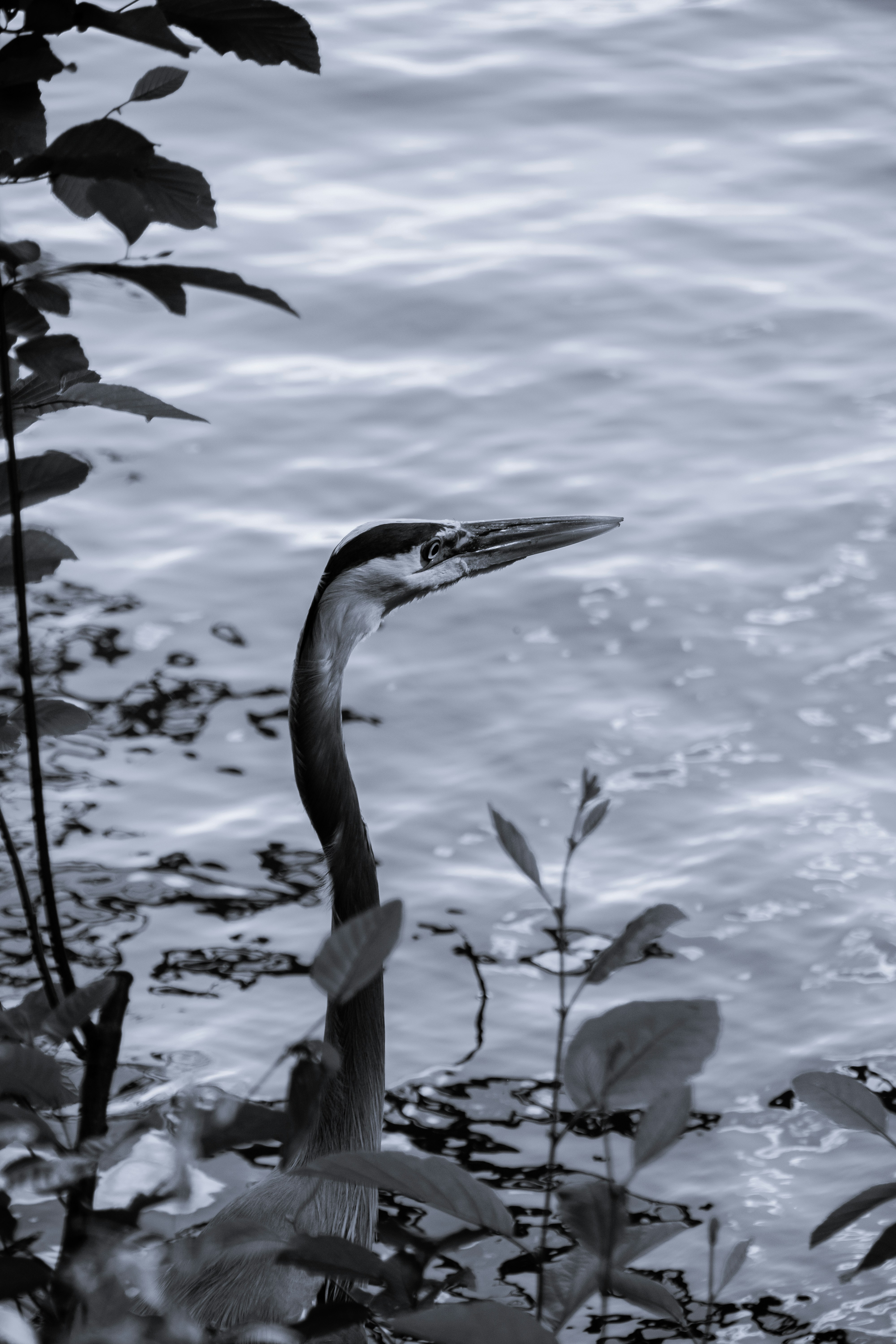 Silent Watcher by the Water's Edge