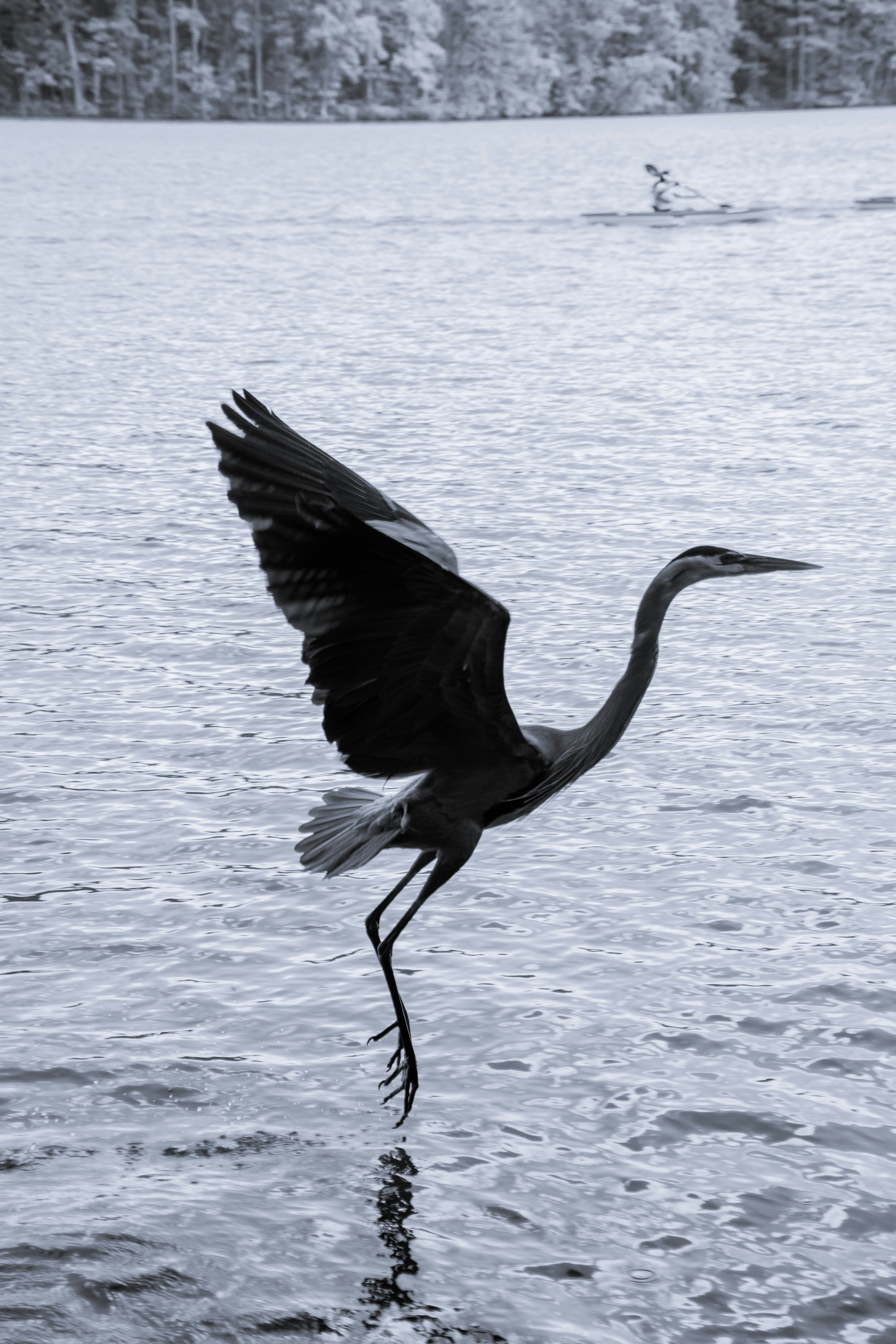 A great blue heron gracefully takes off from the water's surface, its wings fully extended against a serene lake backdrop.