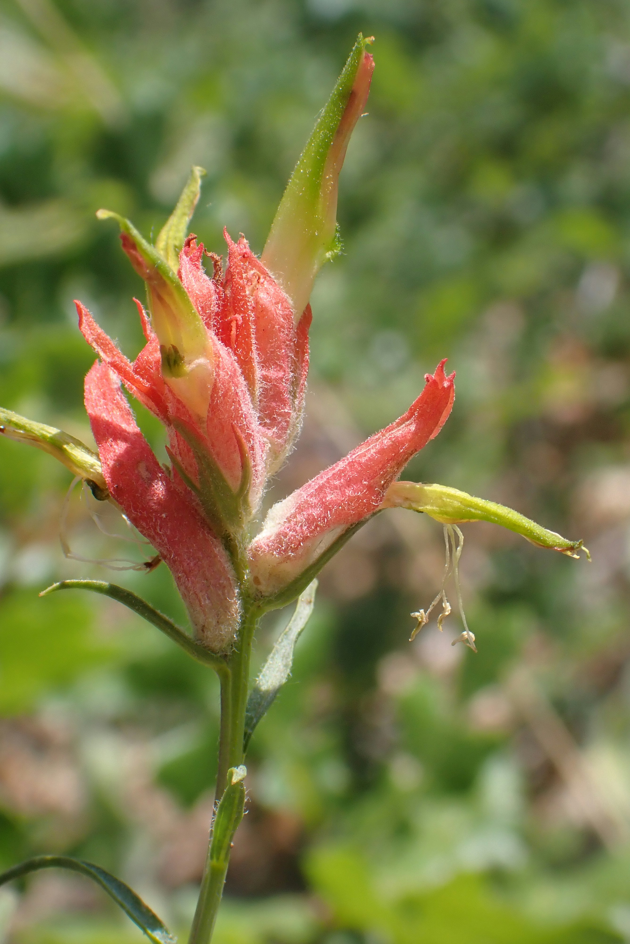 A close-up of a red and green wildflower.