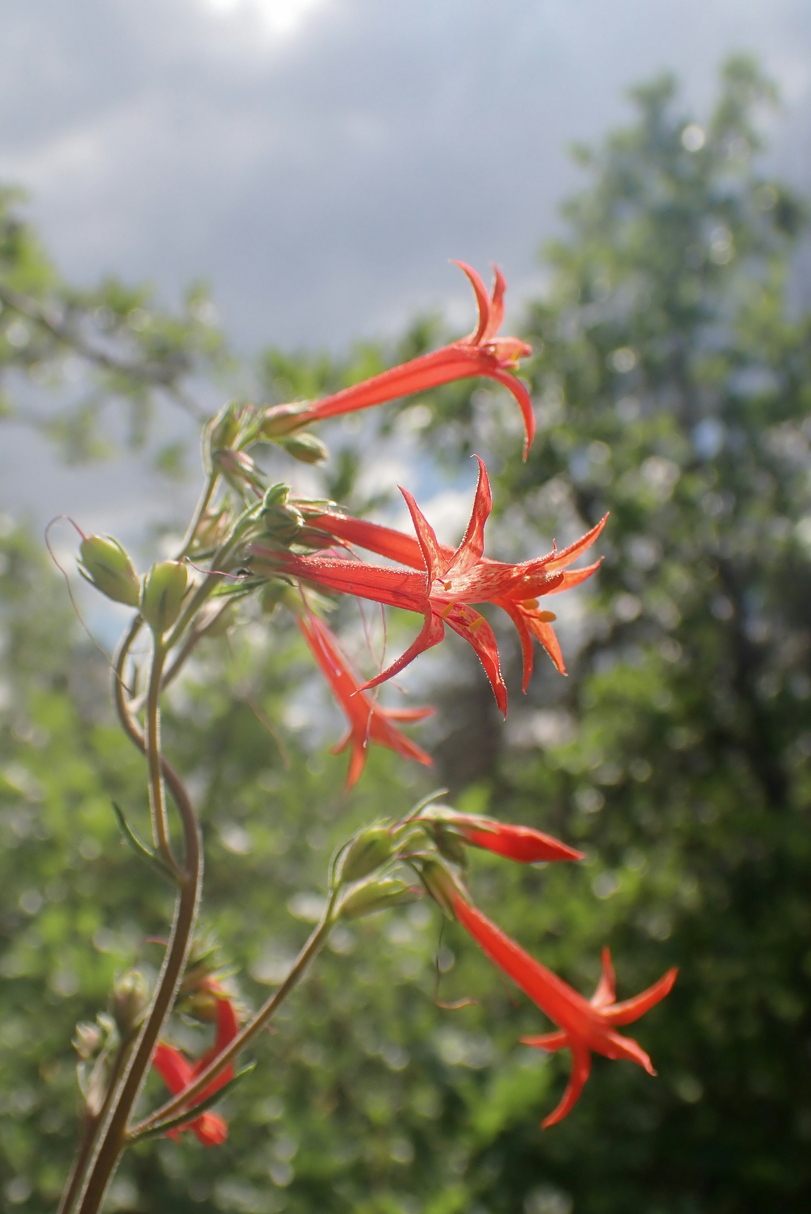 Bright red flowers bloom against a backdrop of green.