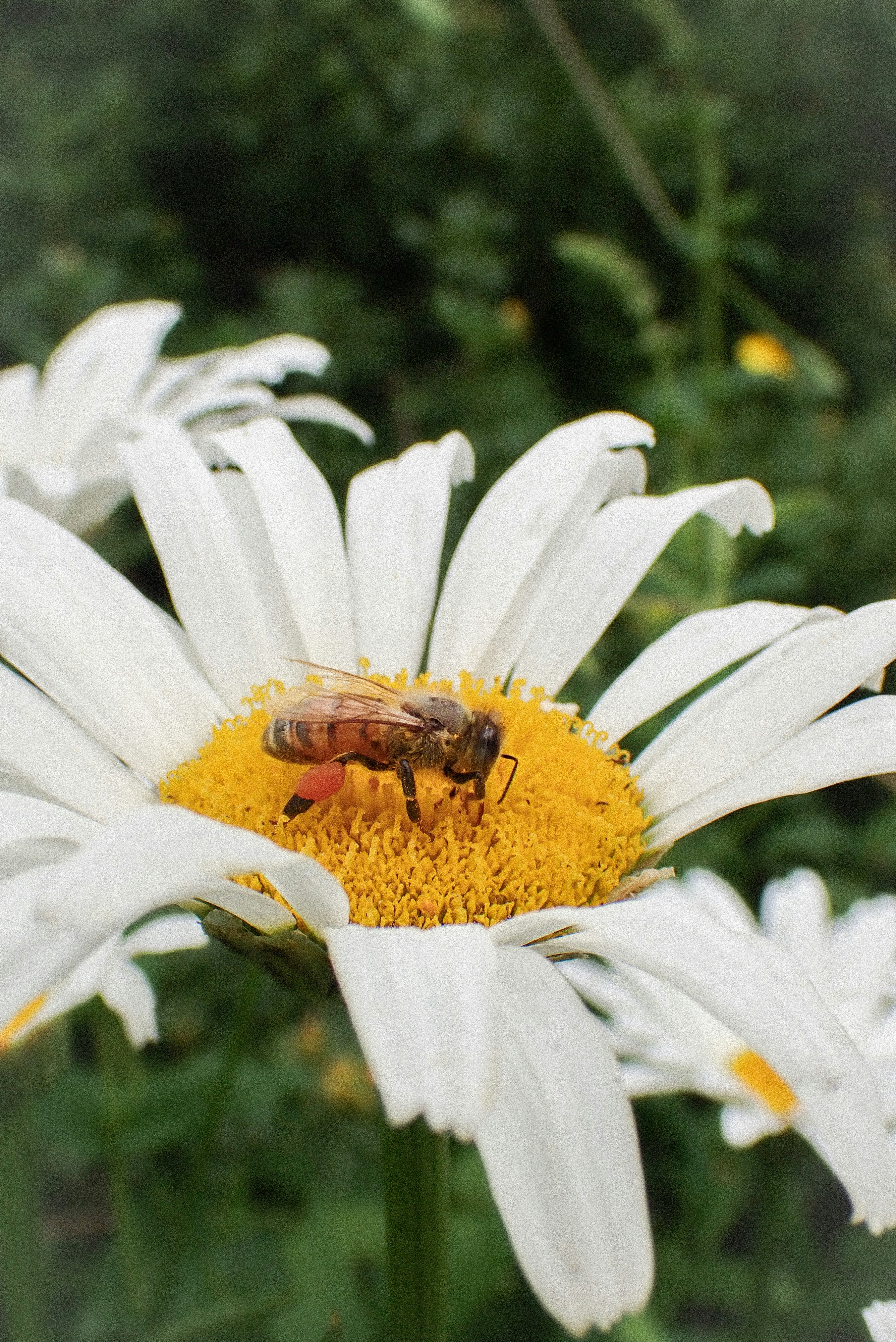 A bee pollinates a daisy flower.