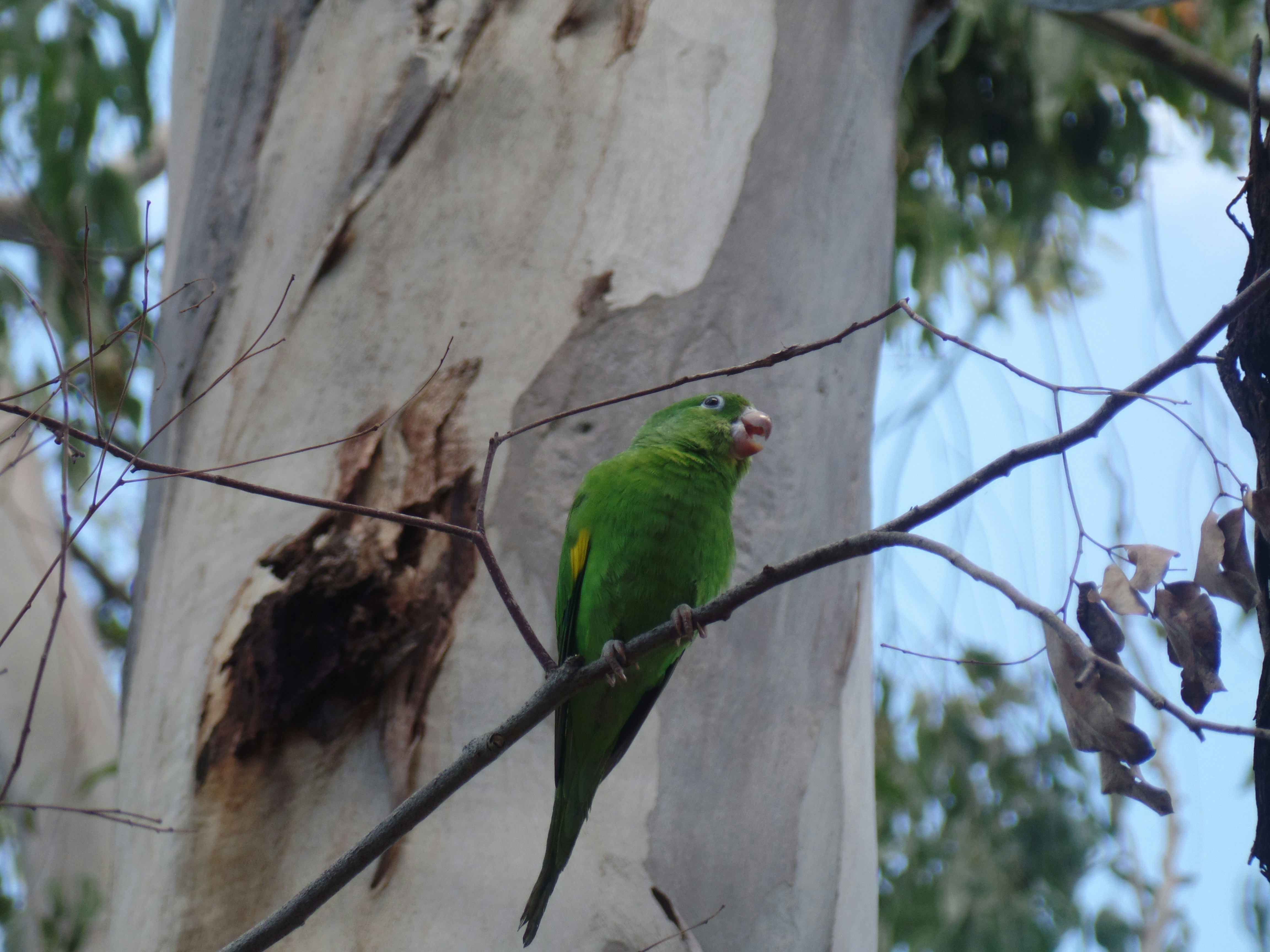 Vibrant green parrot perched on a slender branch of a eucalyptus tree, showcasing its colorful plumage against a backdrop of textured bark and leaves.
