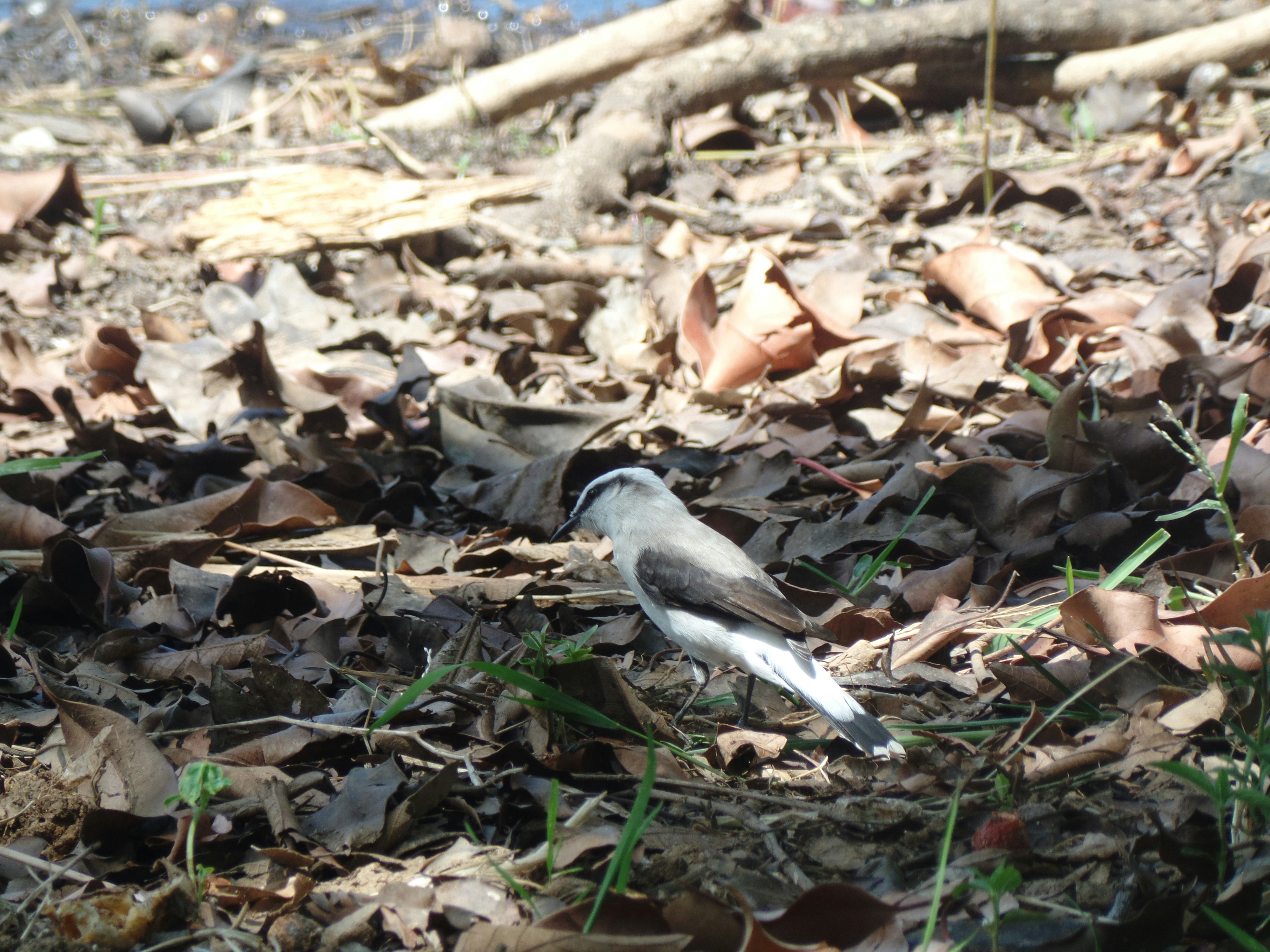 Lavadeira-mascarada (Fluvicola nengeta) na orla da lagoa em Lagoa Santa - MG. | A bird stands in brown leaves on ground.