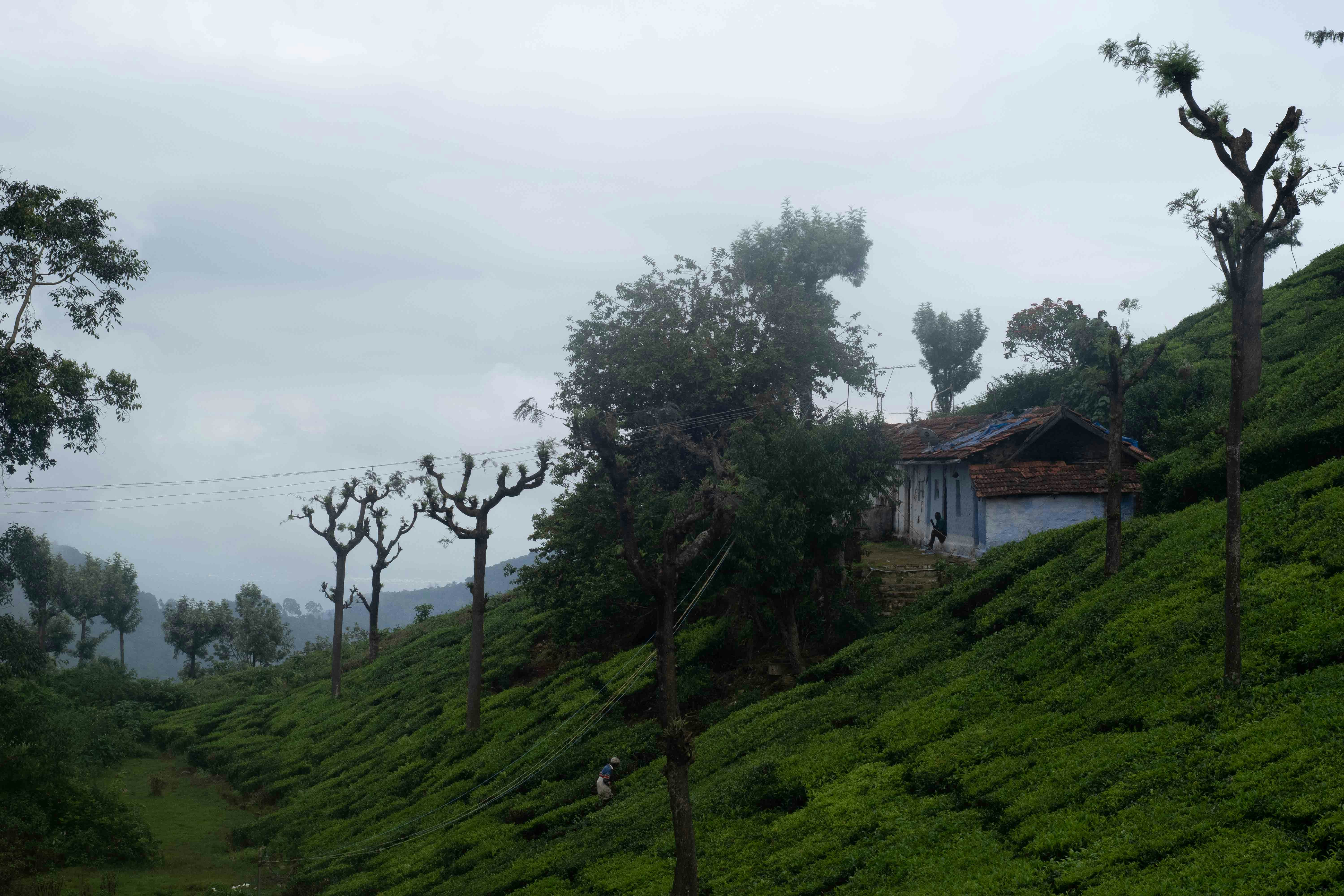 Hilly landscape with tea plantations and a house.