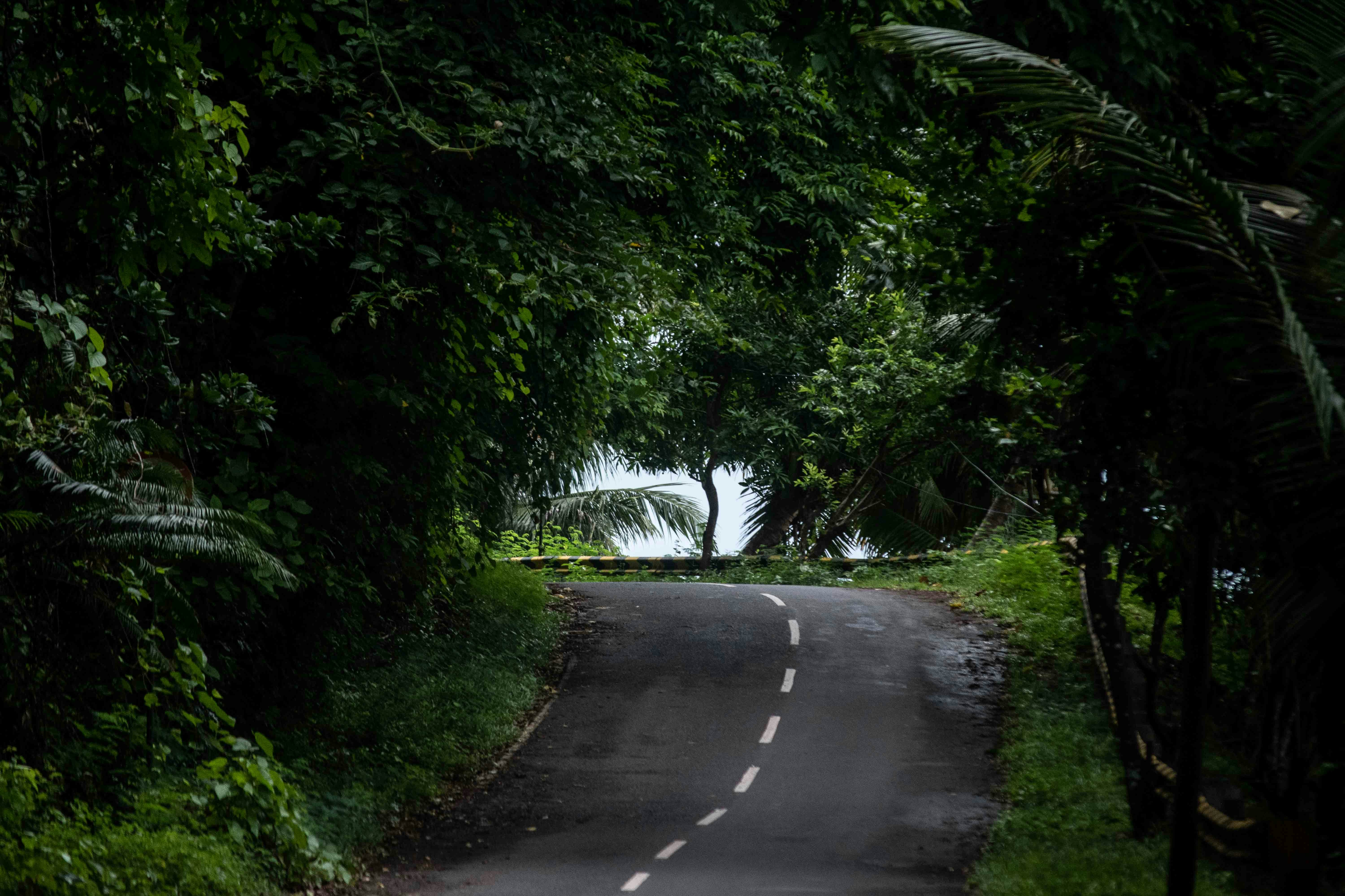 A winding road beckons through lush greenery.