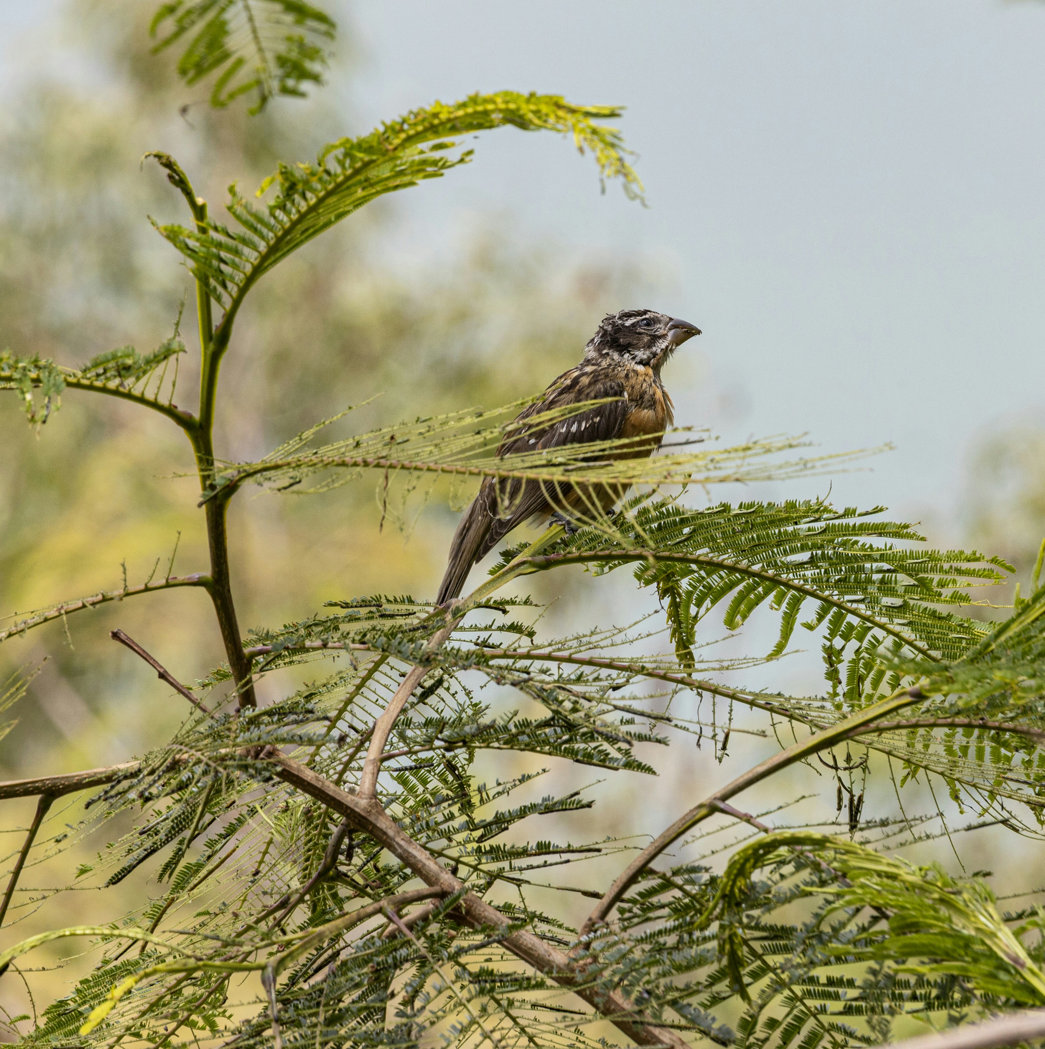 Whispers Among the Leaves: A Bird's Serenade