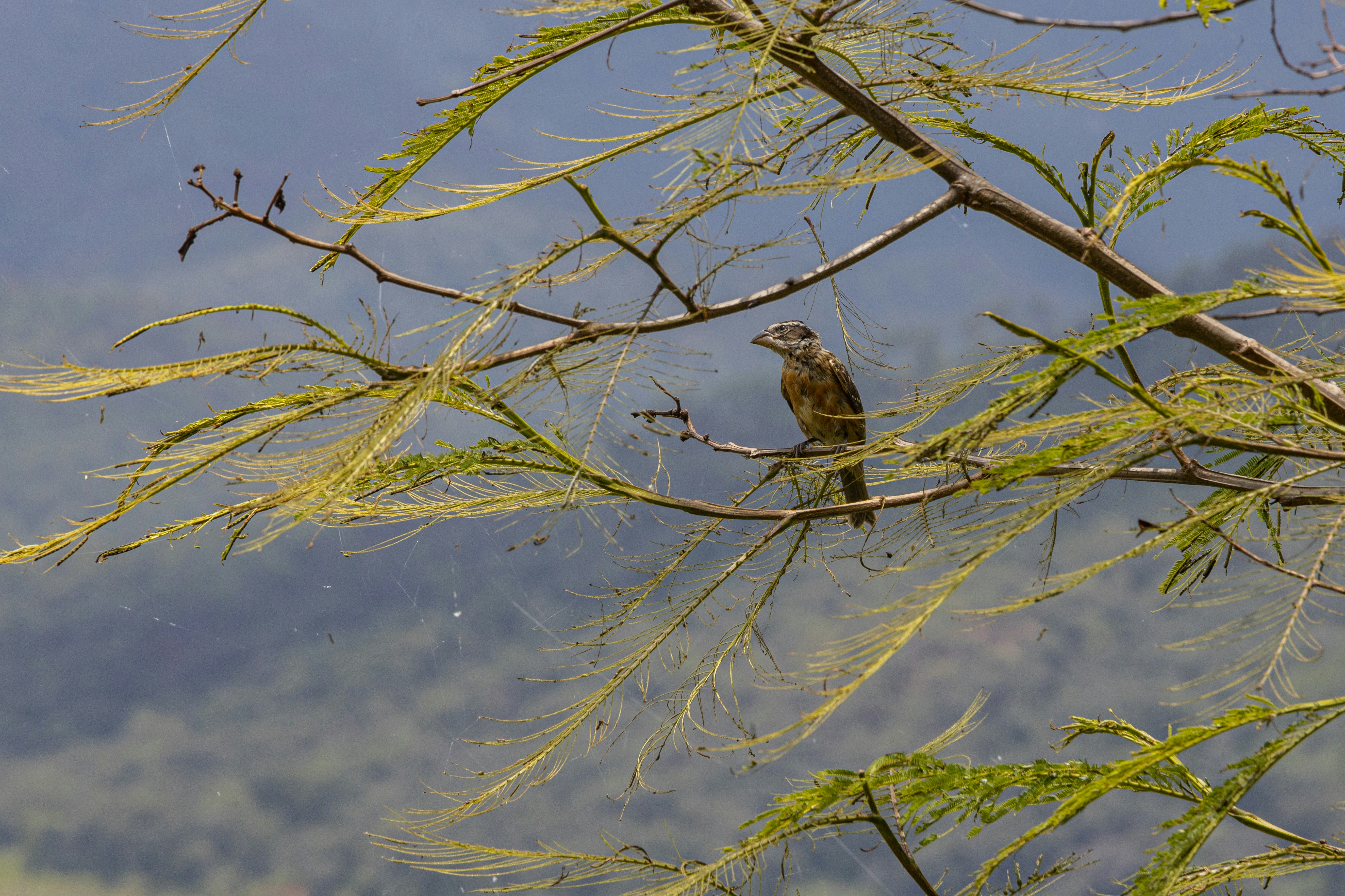 Nature's Perch: A Songbird Amidst Whispering Leaves