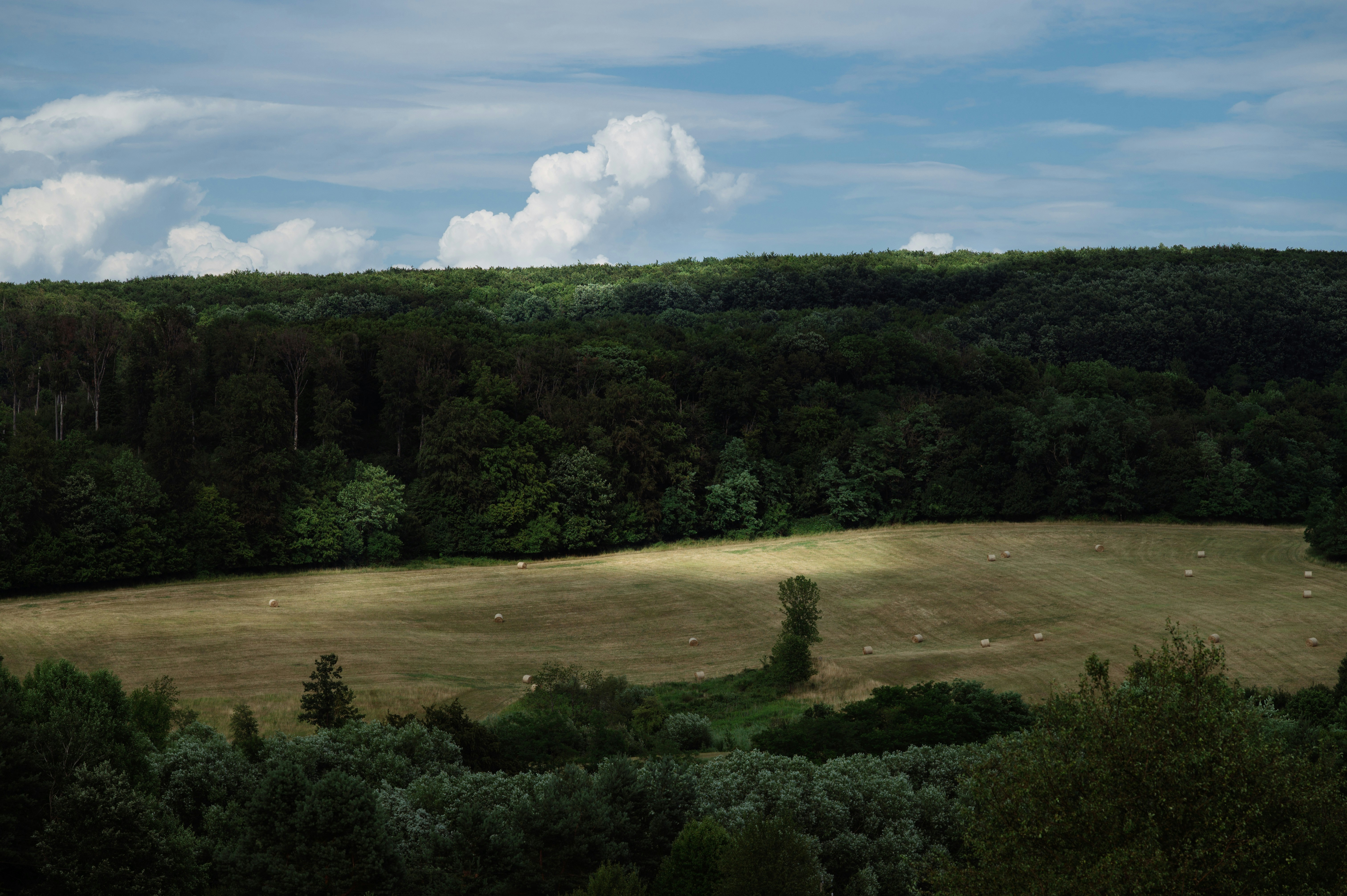 A forest and field under a cloudy sky.
