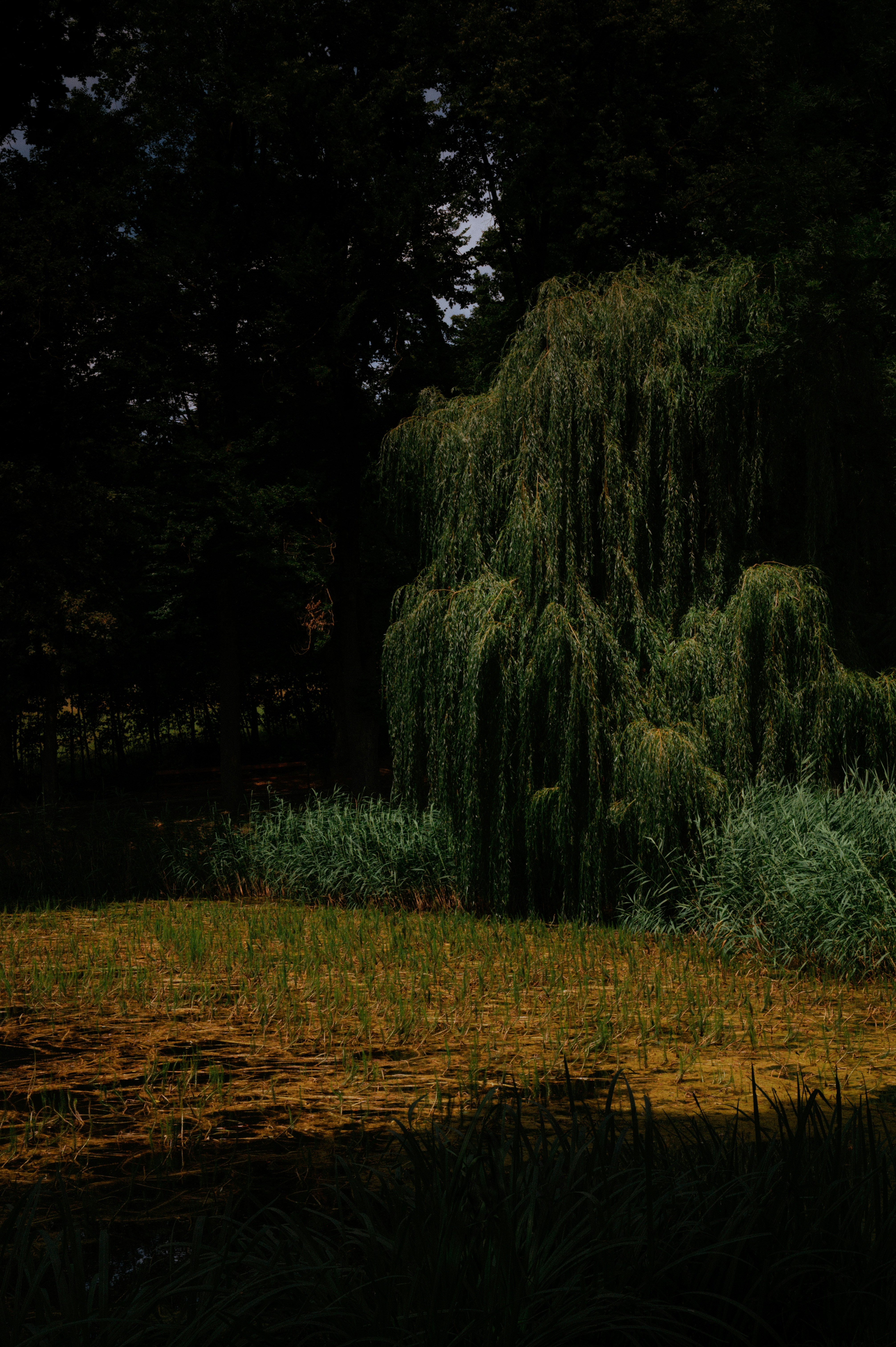 Whispers of the Weeping Willow