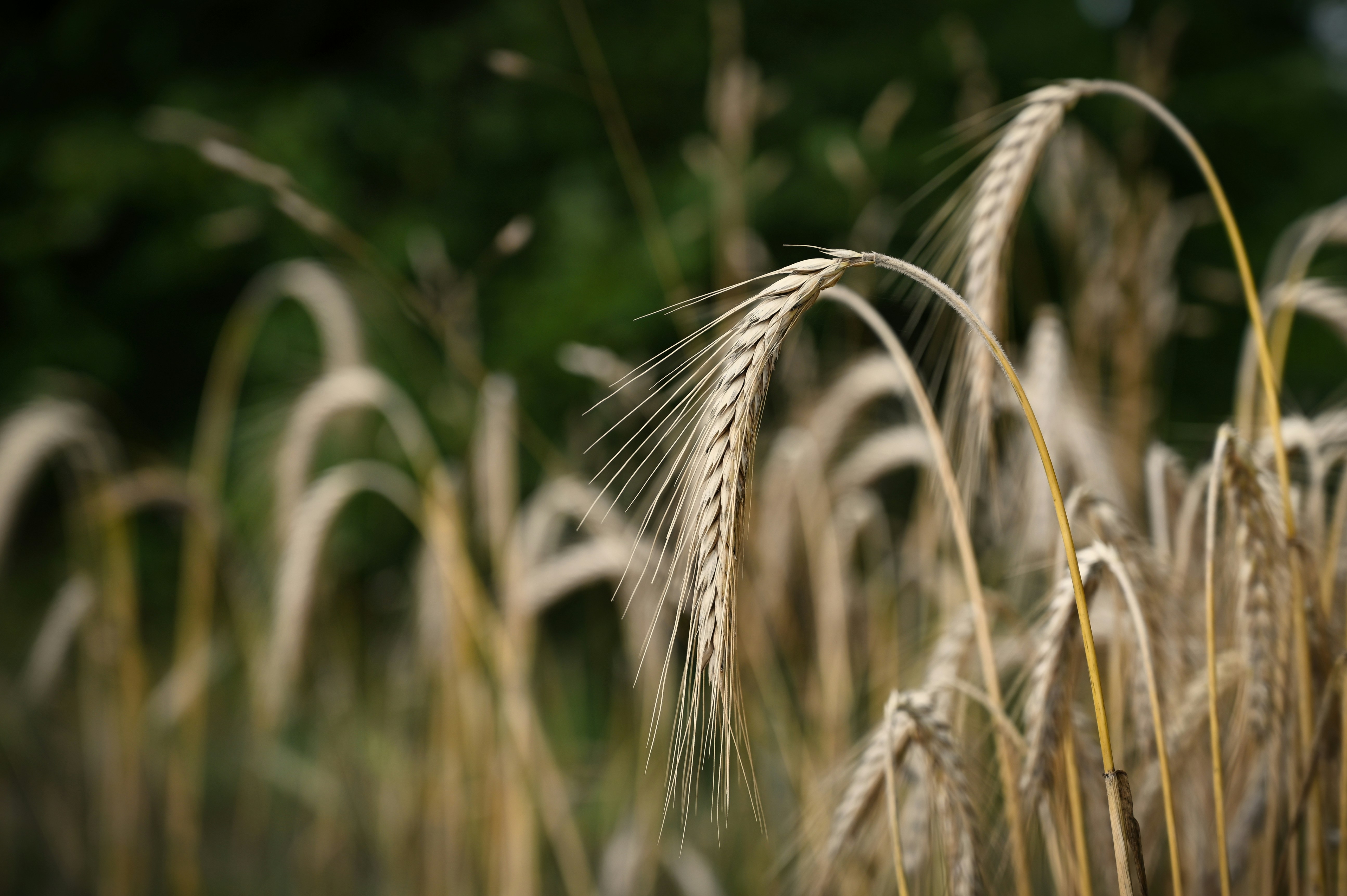 Wheat stalks gently sway in the field.