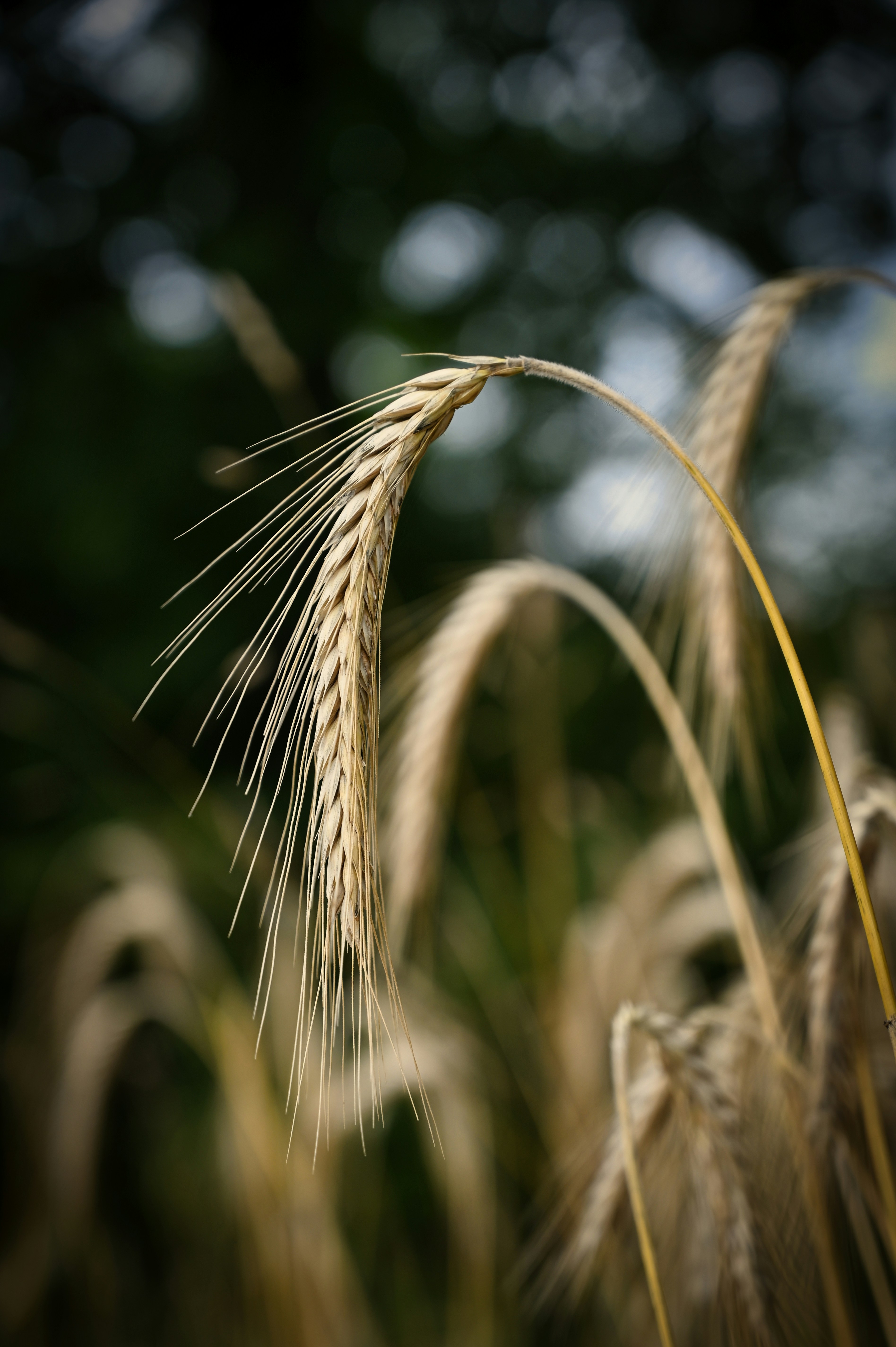 Whispers of the Grain: Nature's Golden Elegance
