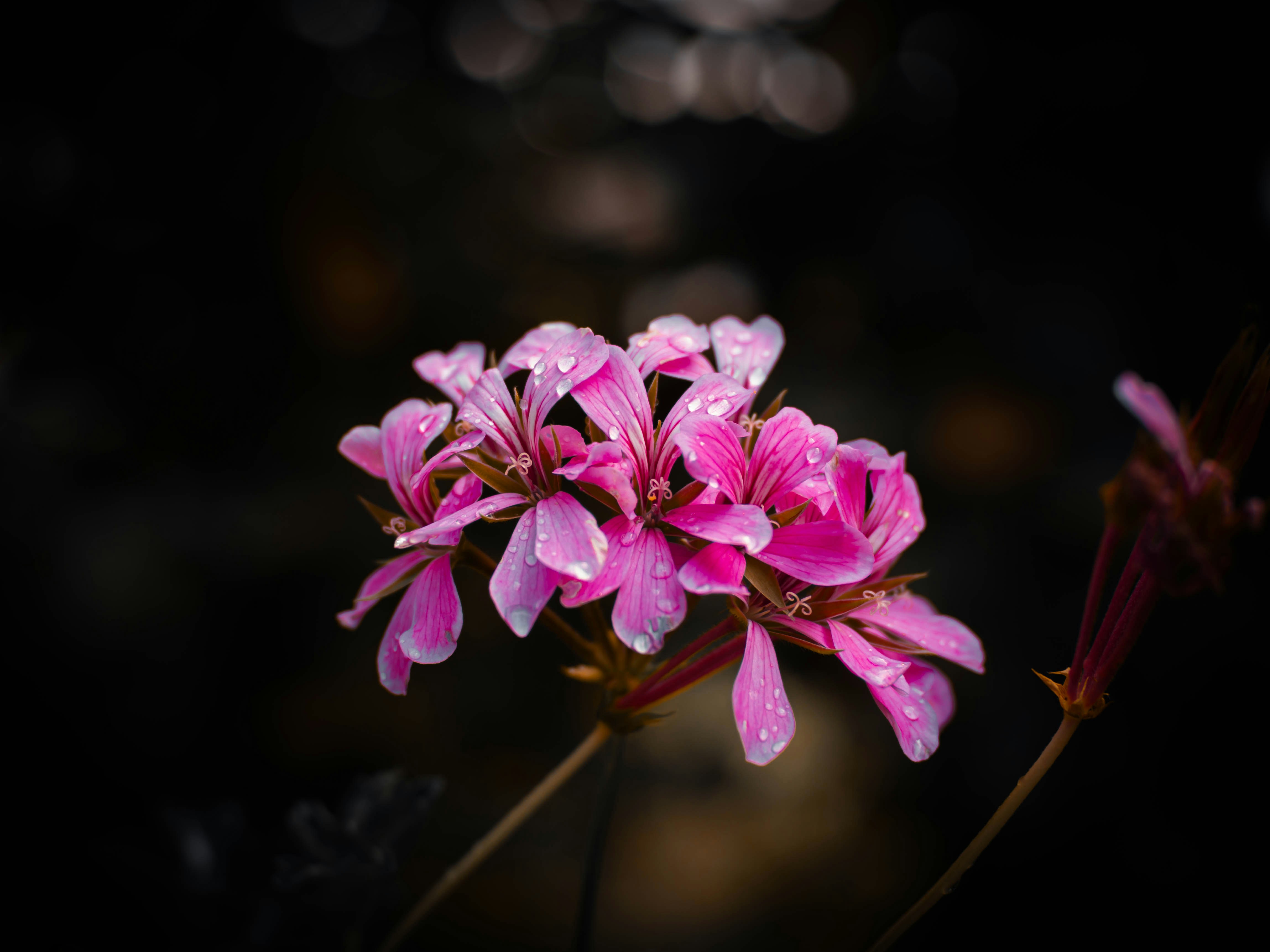 Pink flowers bloom against a dark background.
