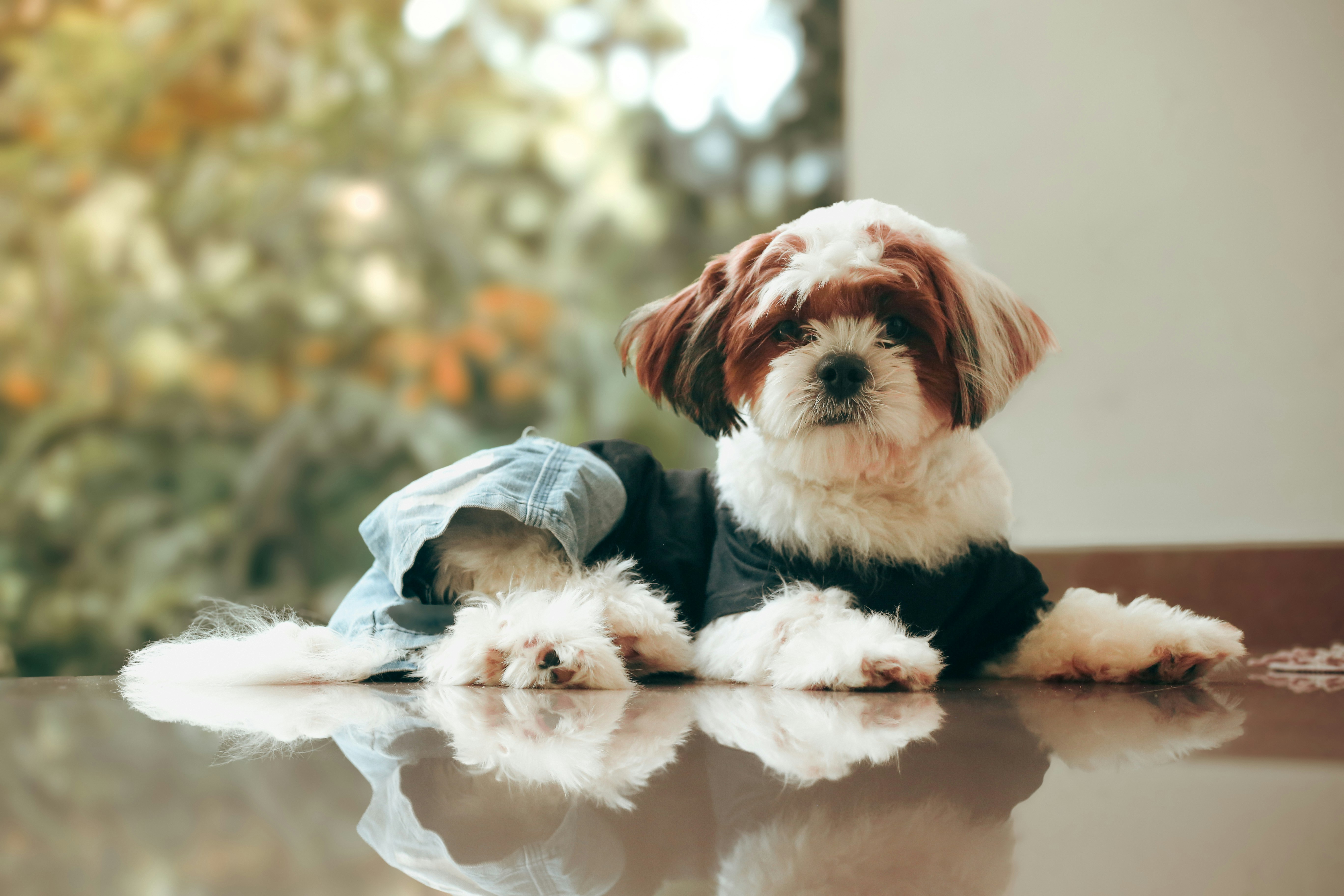 A stylish dog lounges on a reflective surface, wearing a trendy outfit, with a soft-focus background of greenery. 