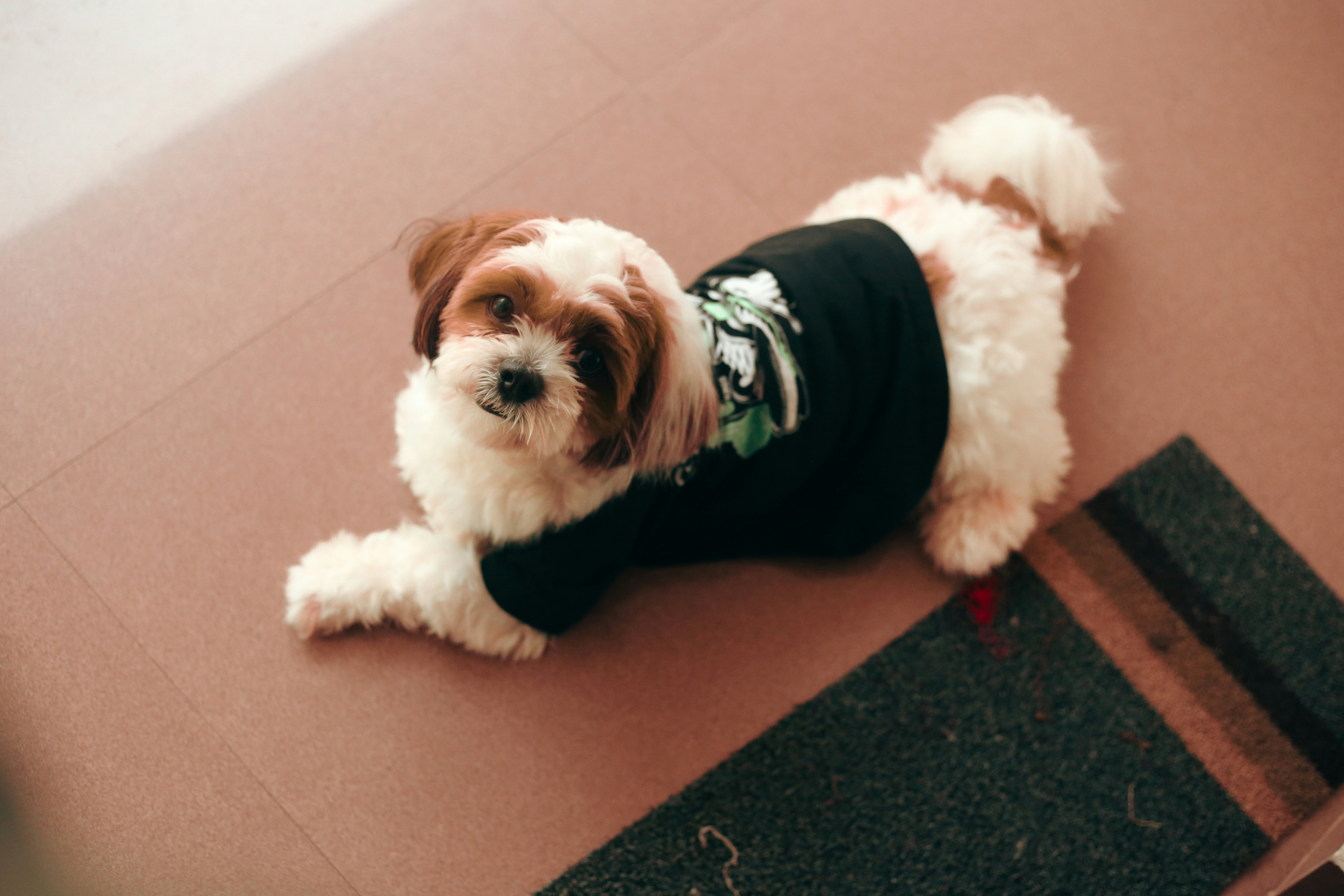 A playful dog wearing a black t-shirt lounges on a soft surface, showcasing its adorable personality.