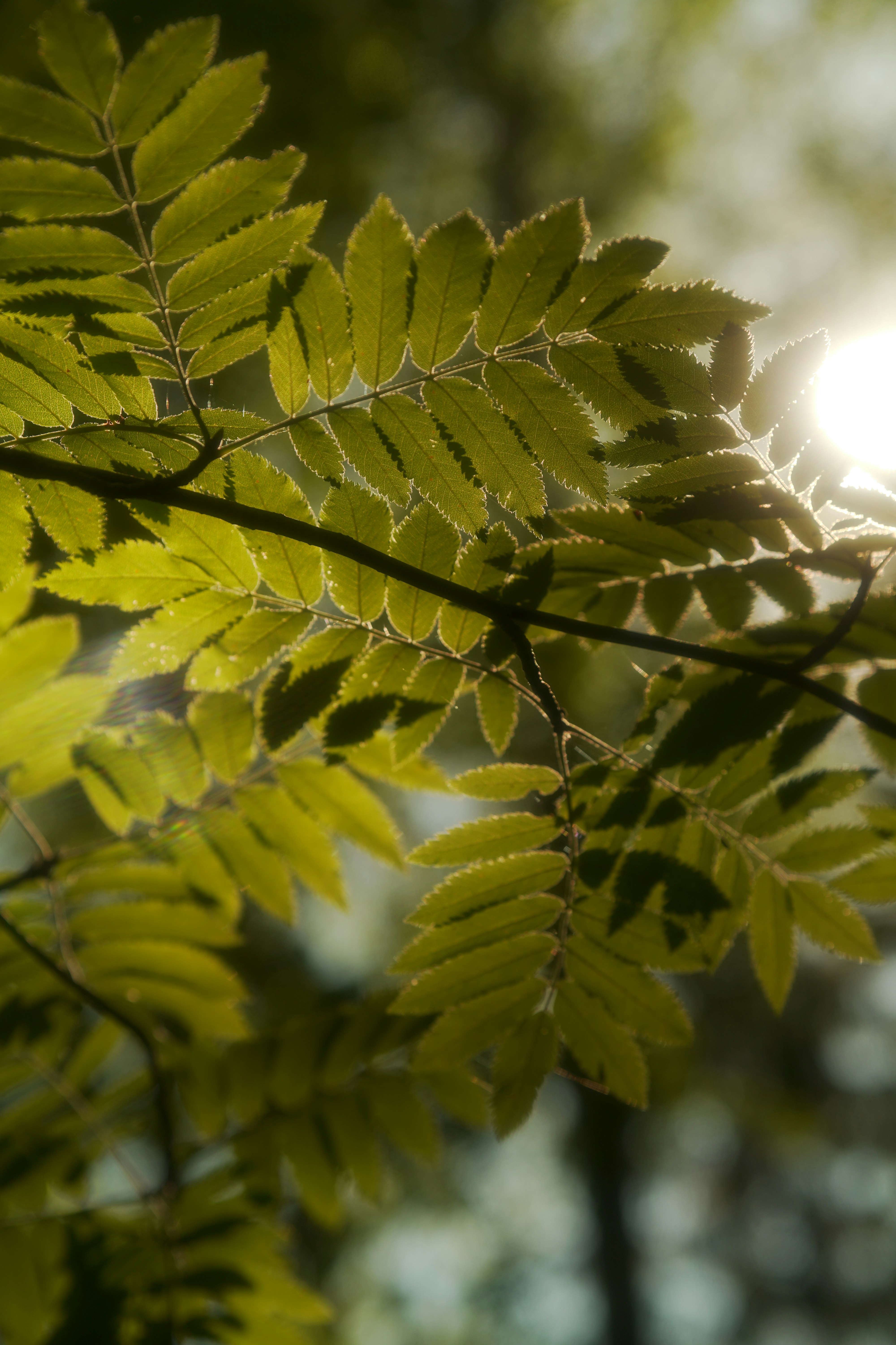 Sunlight shines through green leaves on a tree.