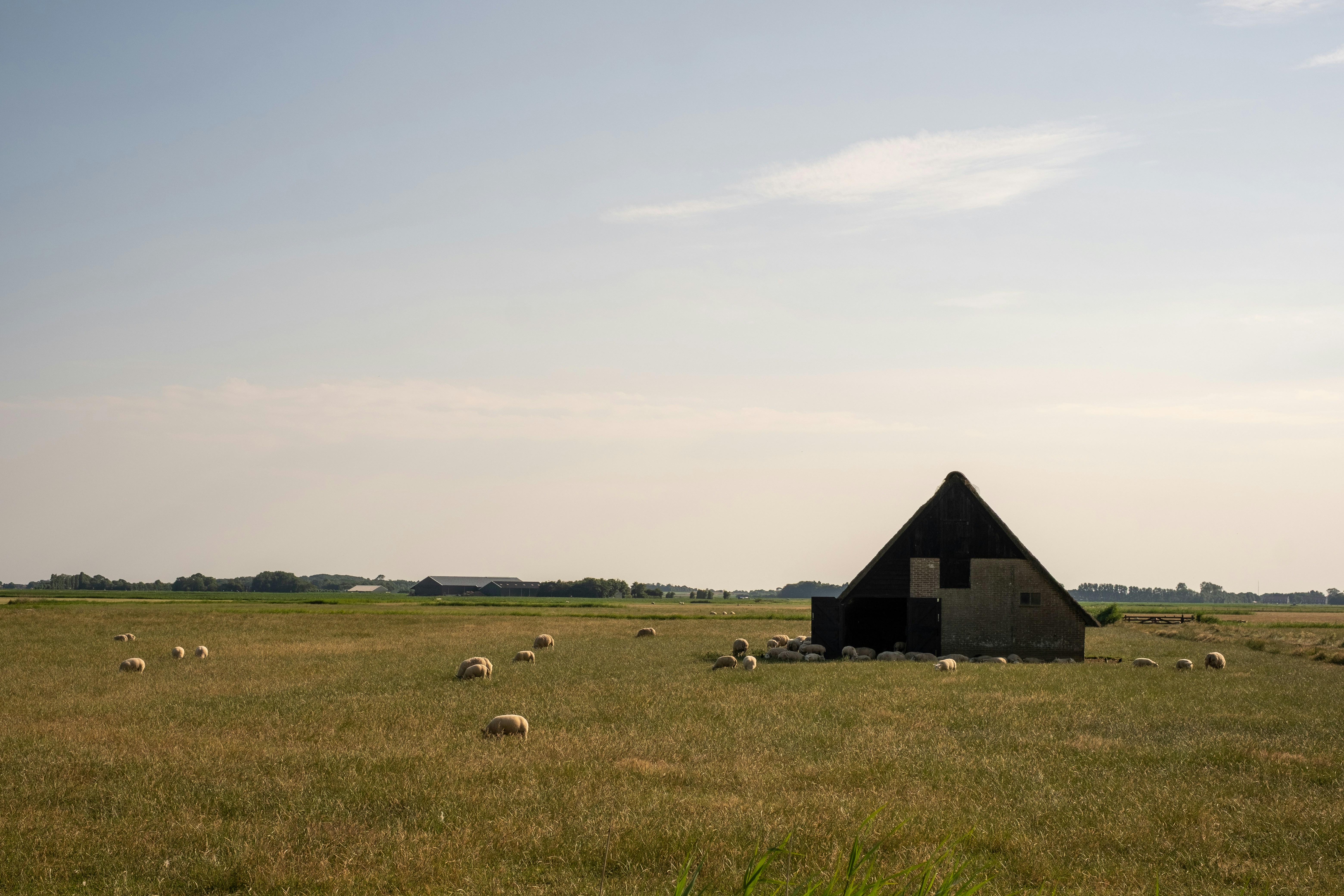 Sheep graze in a field near an a-frame structure.