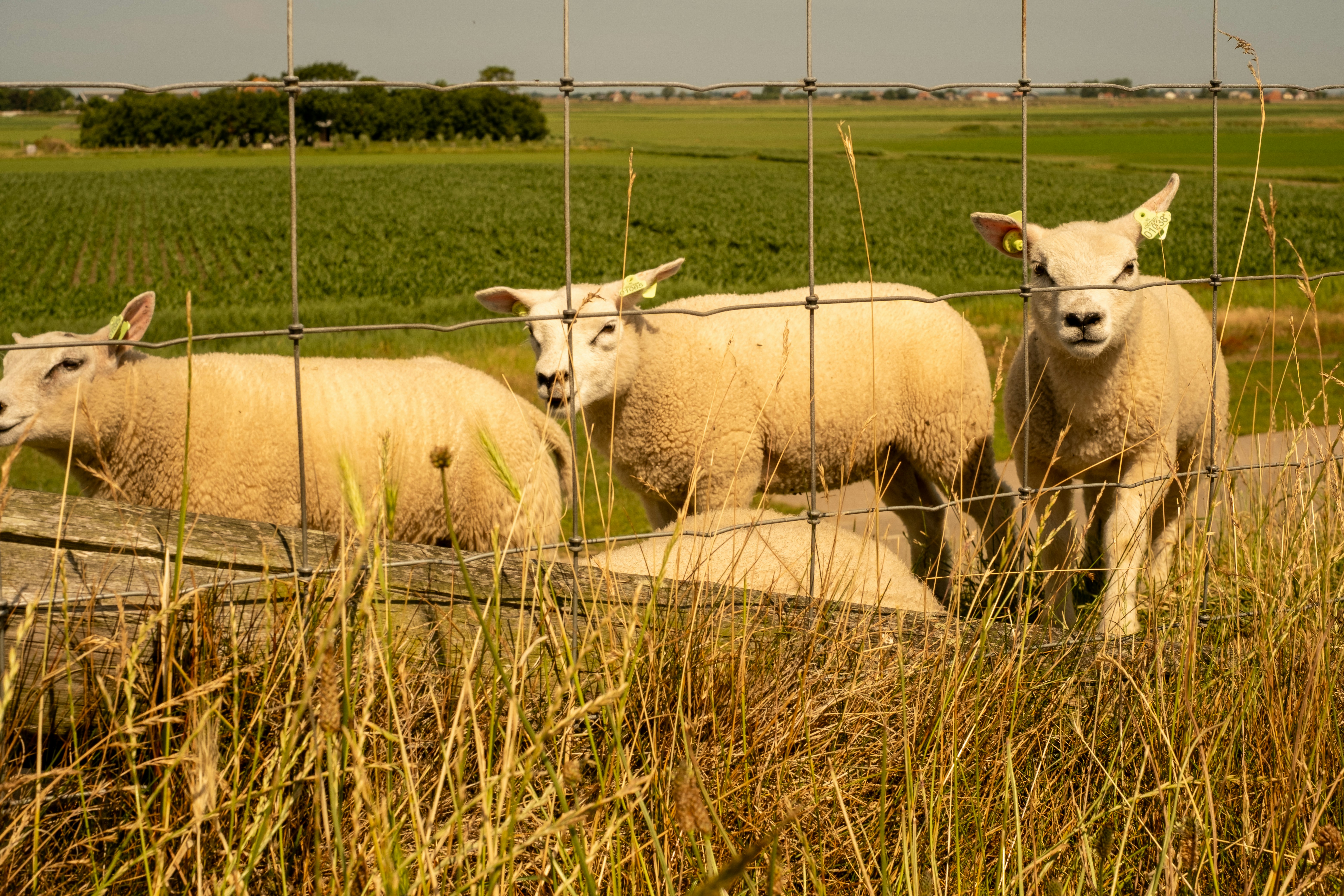 The Rightward Gaze: Sunlit Sheep Behind a Wire Fence