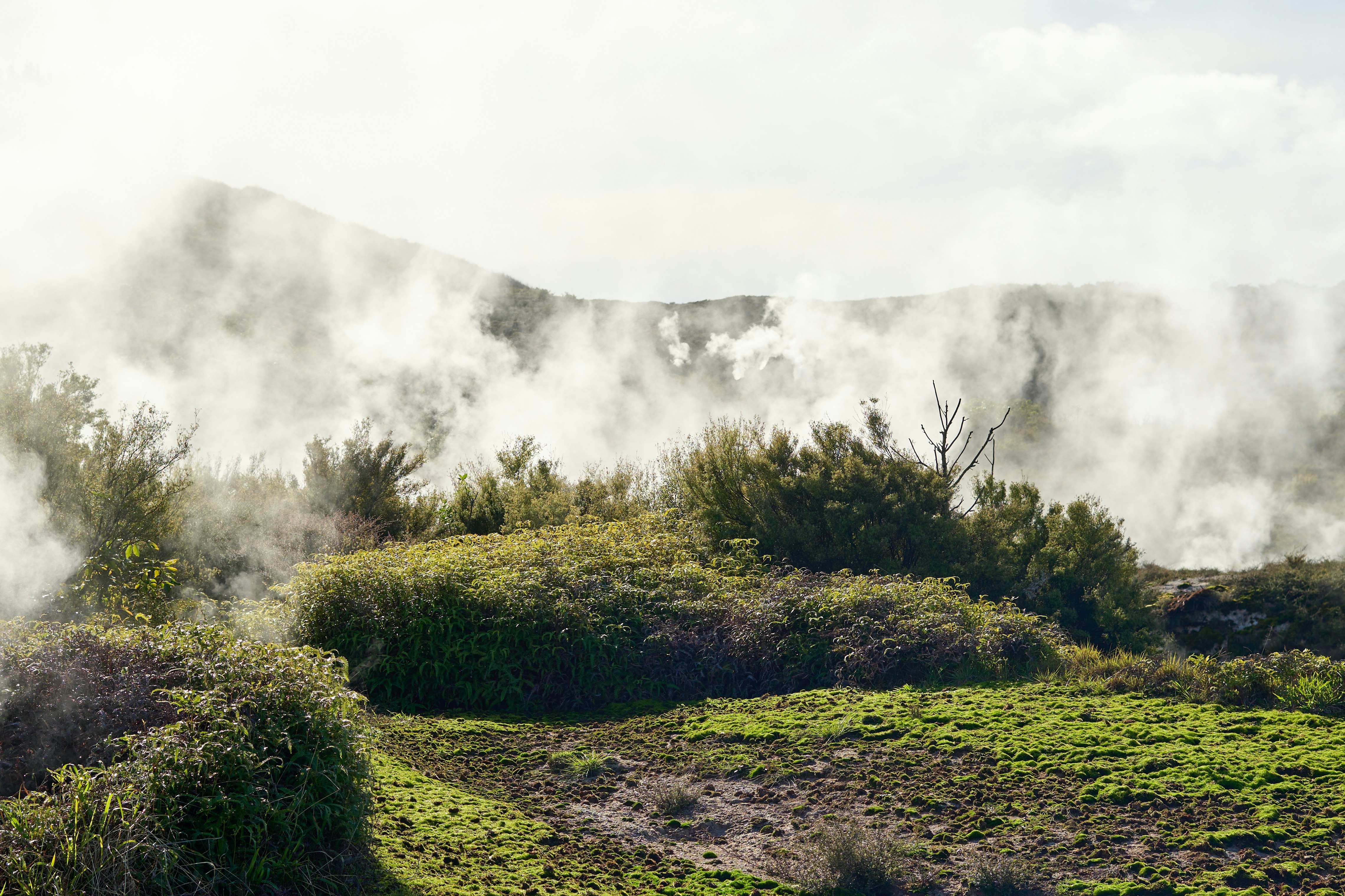 Steam billows from geothermal vents amidst verdant foliage and rolling hills, creating an ethereal landscape. The scene captures the dynamic interplay between nature and geothermal activity.
