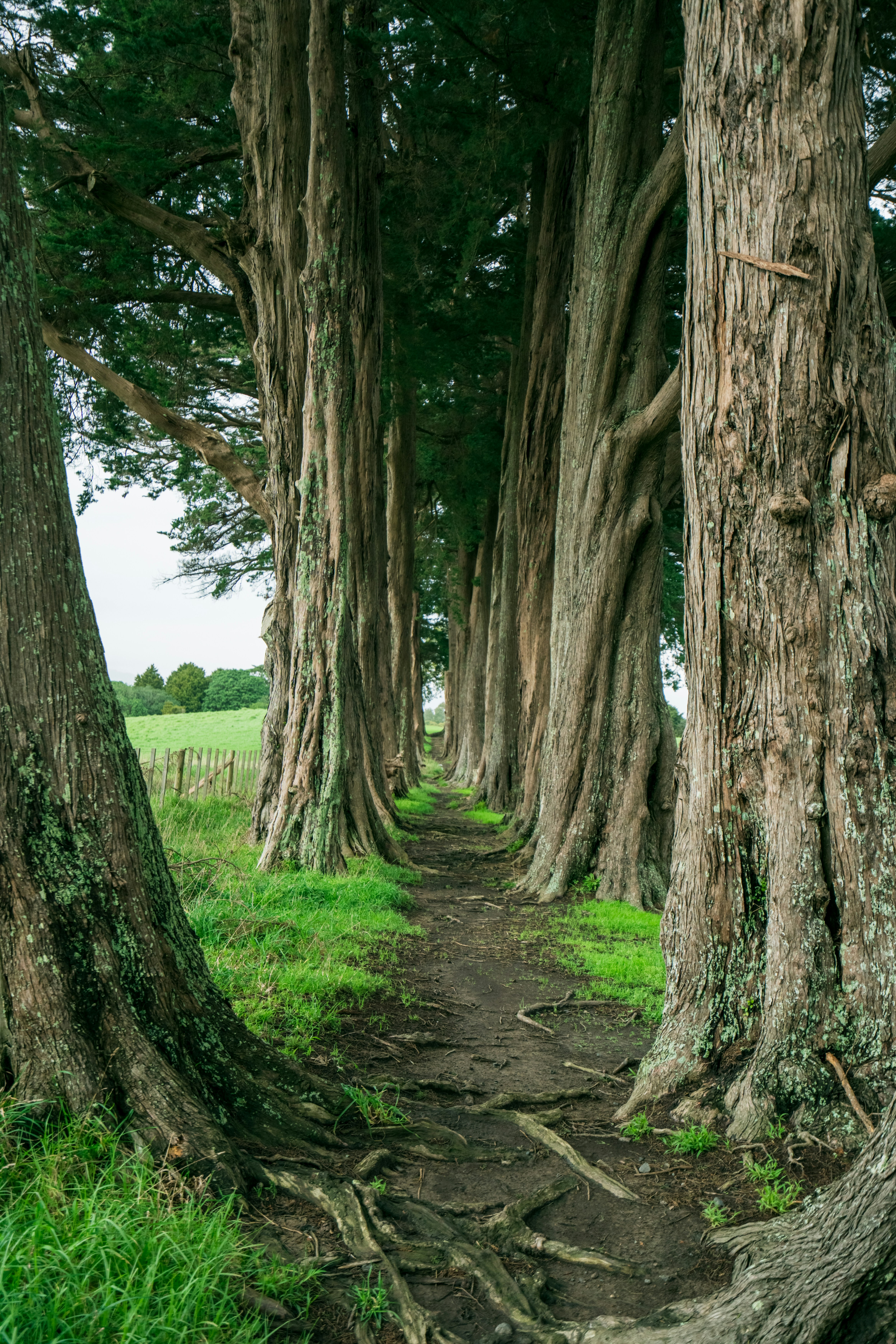Whispers of the Ancient Grove