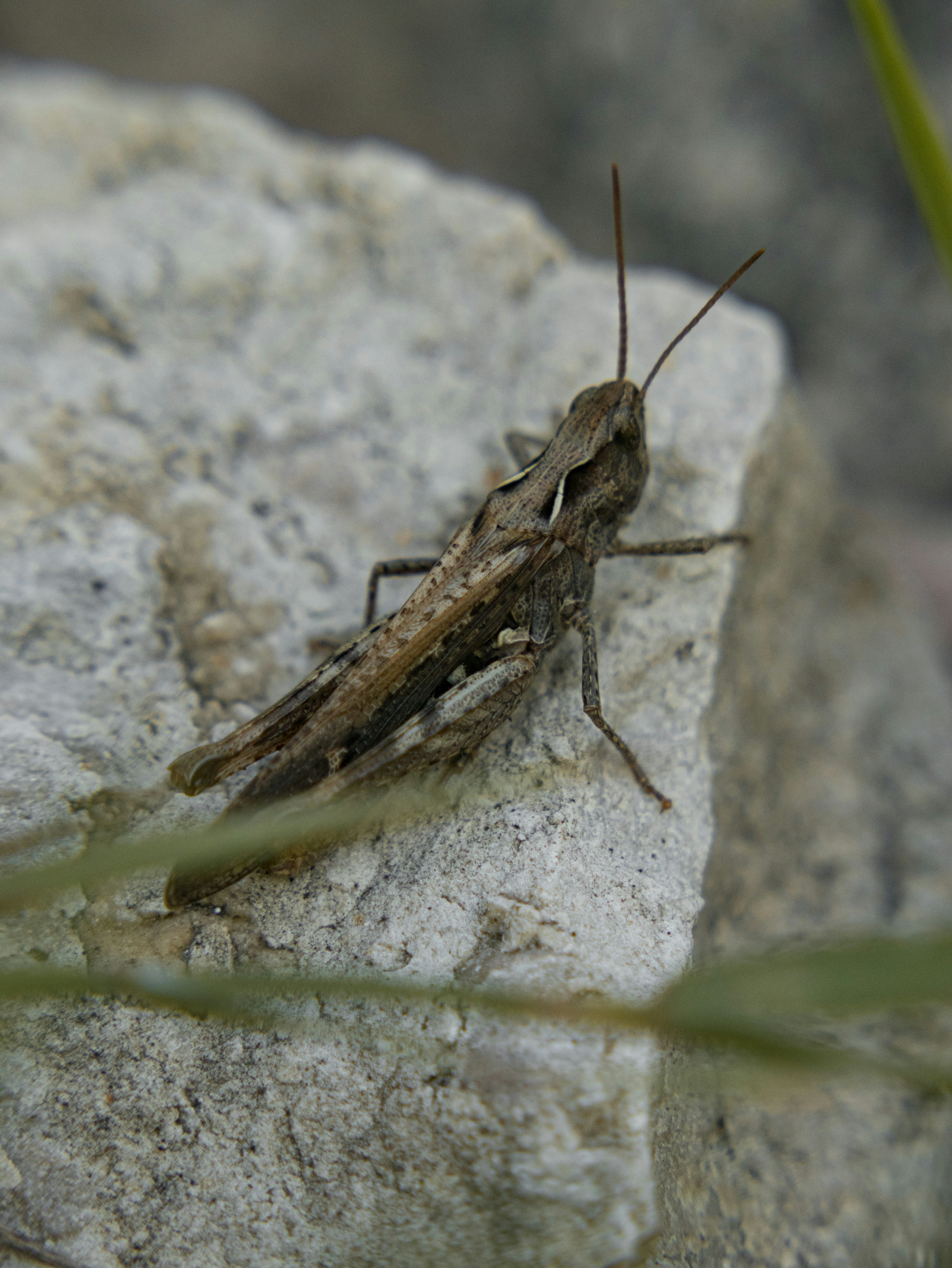 Nature's Camouflage: The Grasshopper's Lair