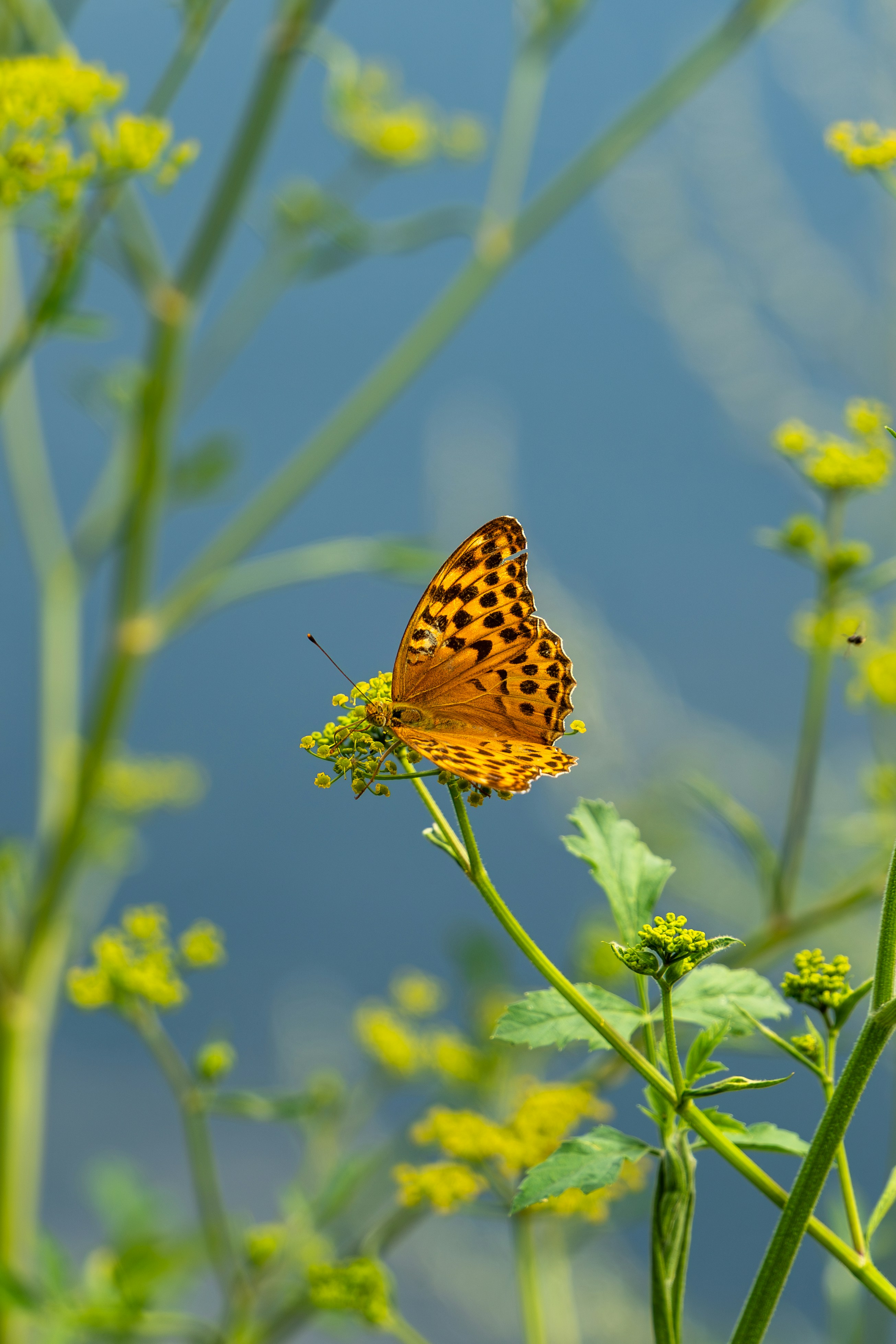 Whispers of Nature: The Butterfly's Embrace