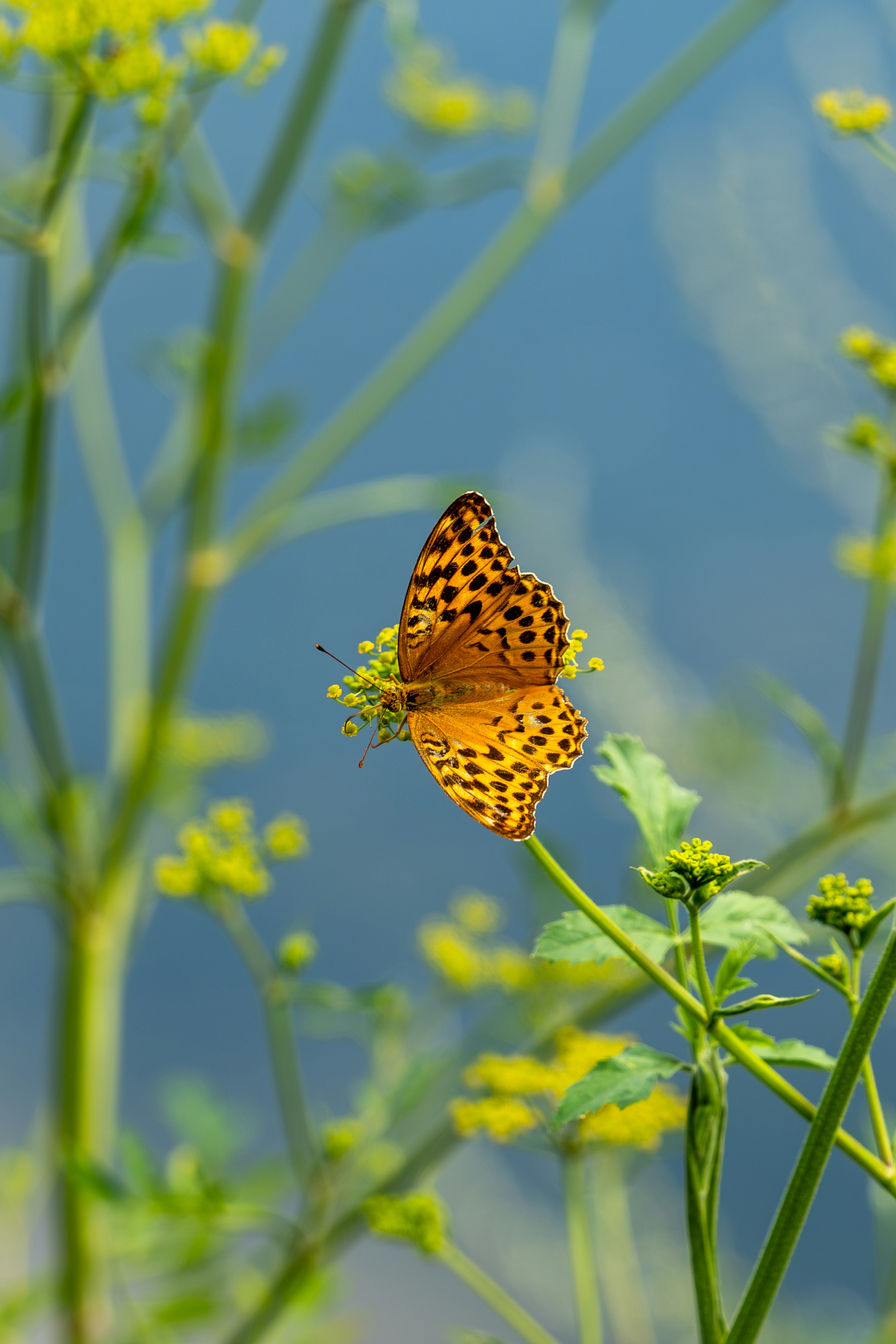 Butterfly just chilling...
