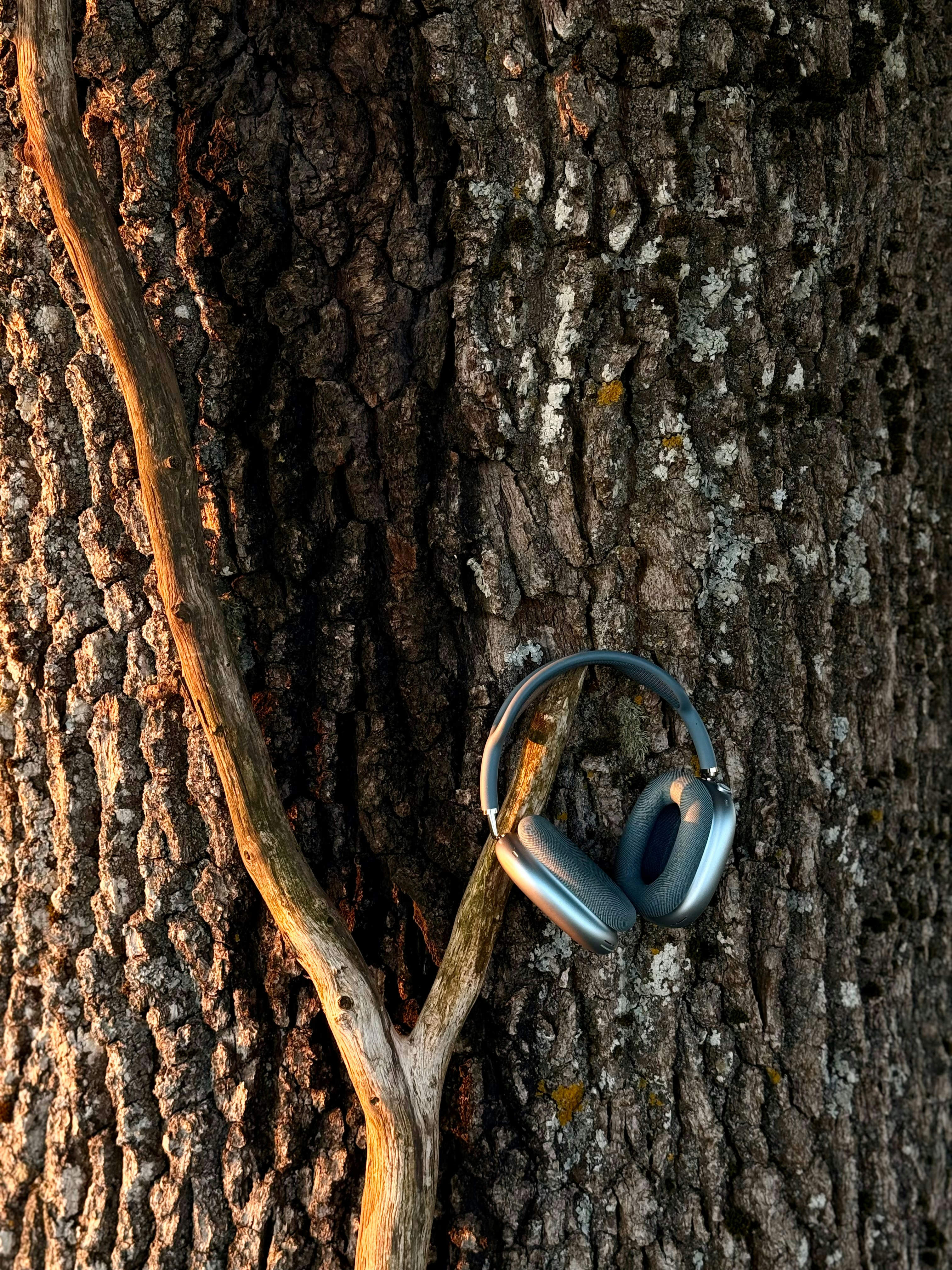 Quiet Rest on Weathered Bark: Over-Ear Headphones Draped on a Tree
