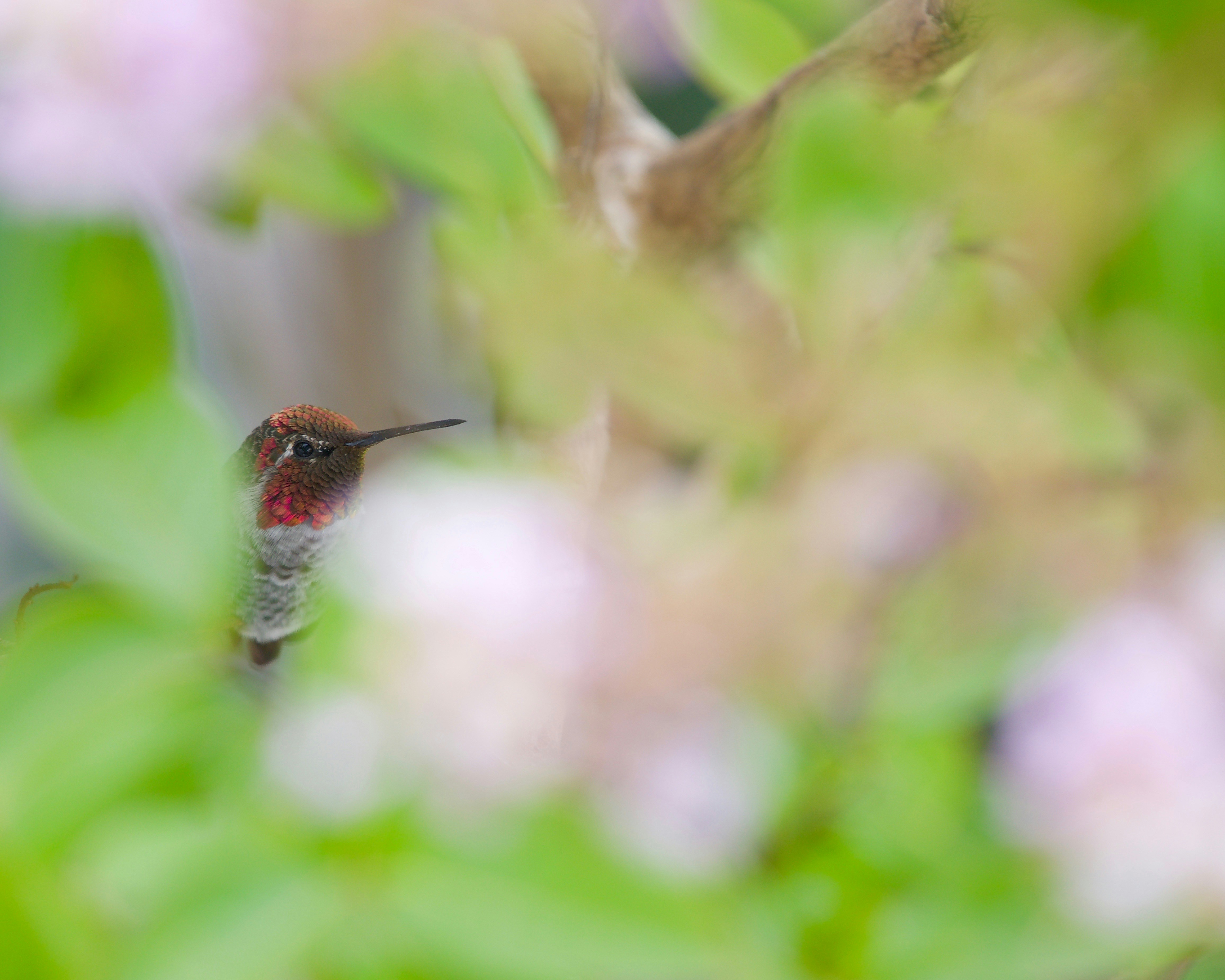 A hummingbird peeks through a veil of vibrant foliage and delicate blossoms, showcasing its iridescent plumage. The scene captures the essence of nature's tranquility.