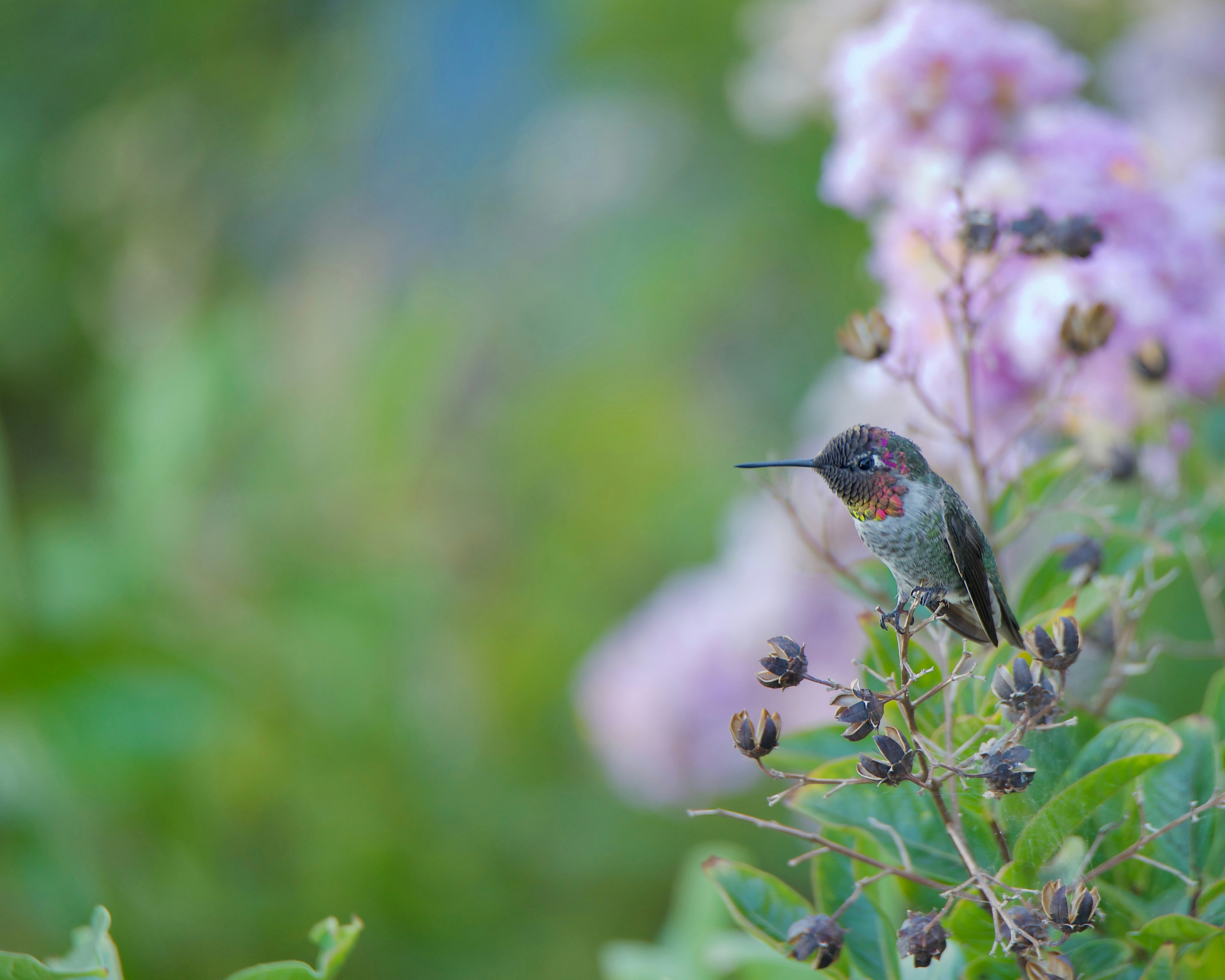 Annas hummingbird | A hummingbird perches on a flowering plant.