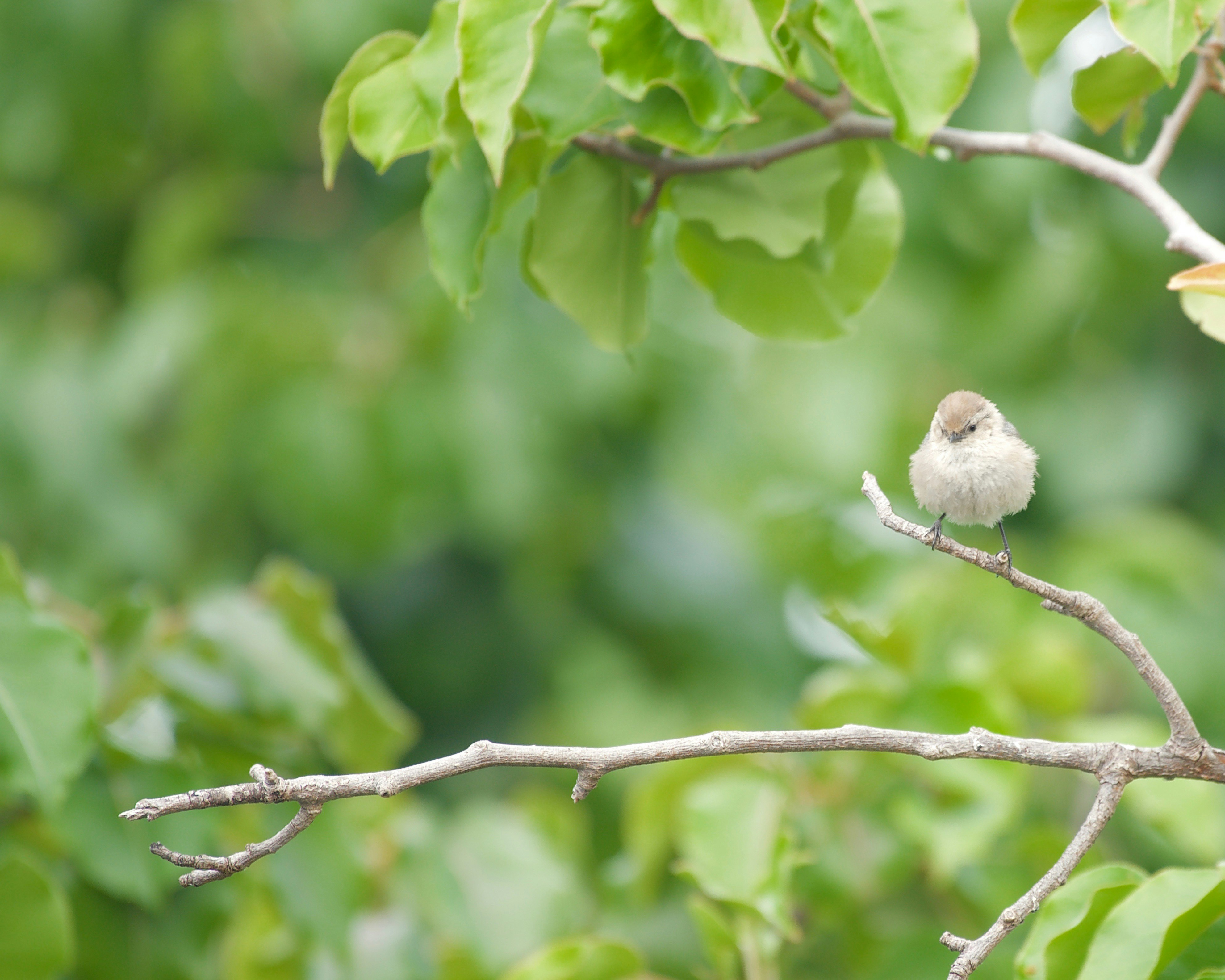 Tiny bird, big attitude | A small bird perches on a branch.