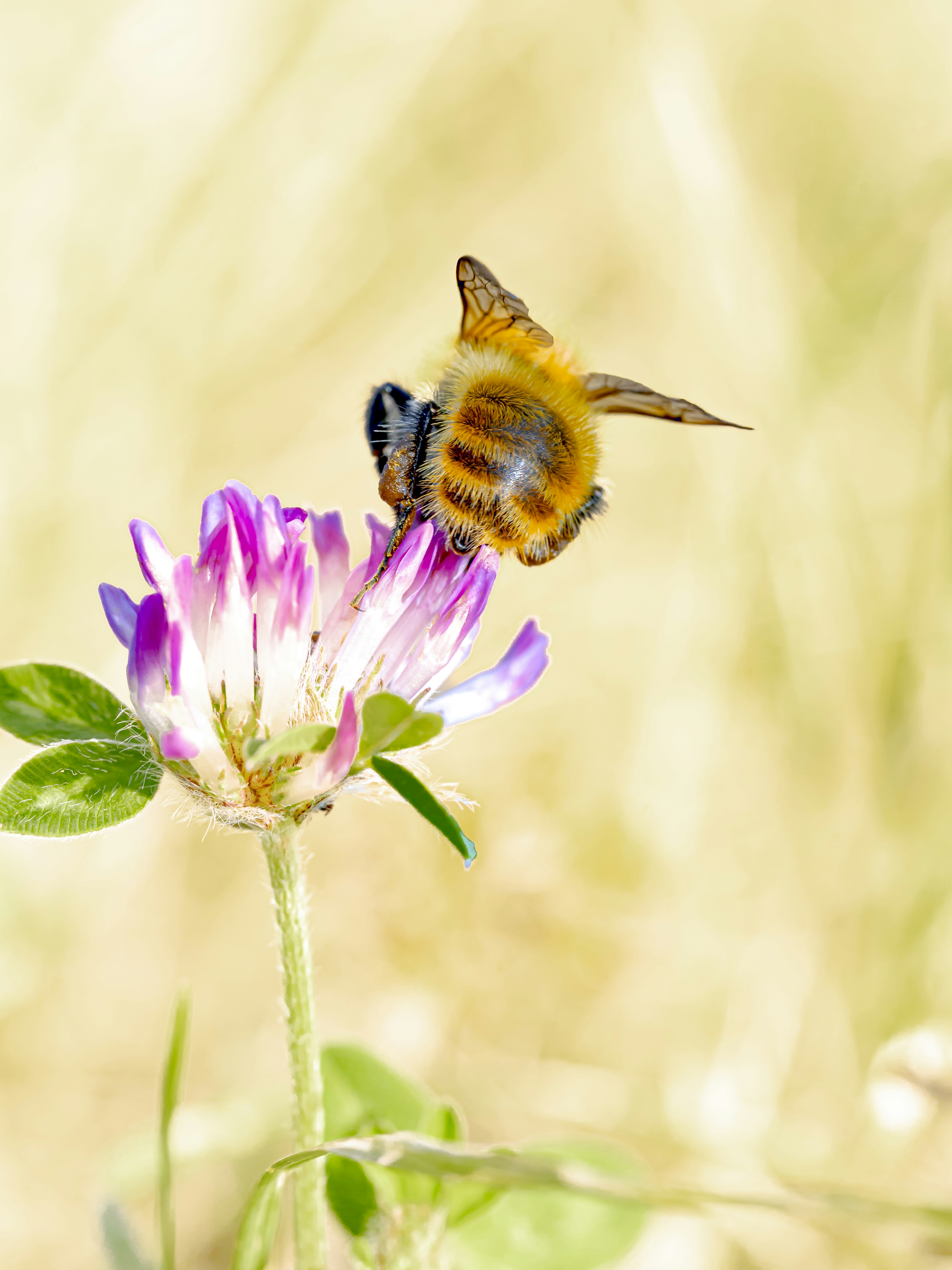 A bee gathers nectar from a beautiful flower.