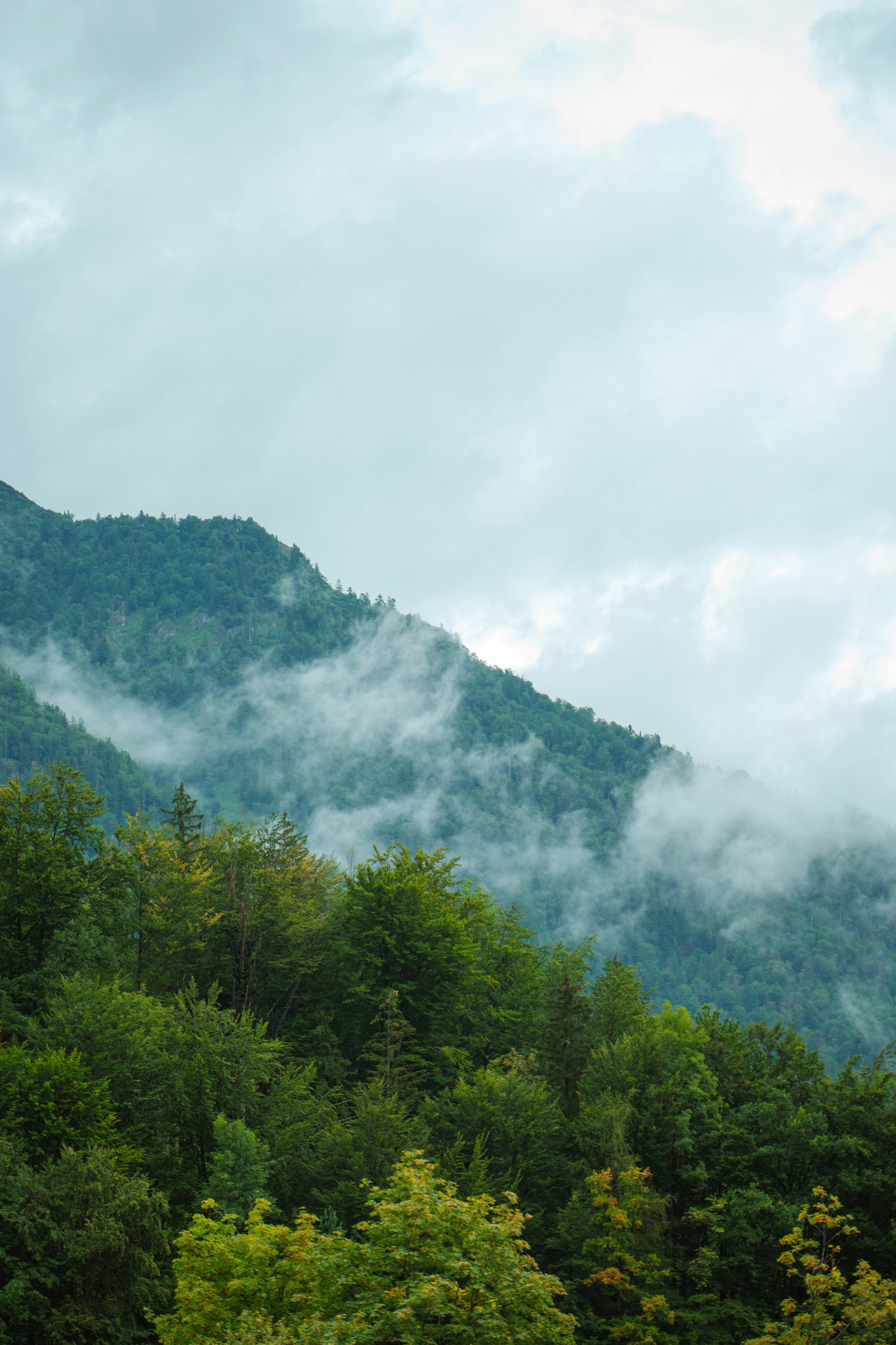 Lush green forest meets misty mountain backdrop under a cloudy sky. The scene evokes a serene and tranquil atmosphere.