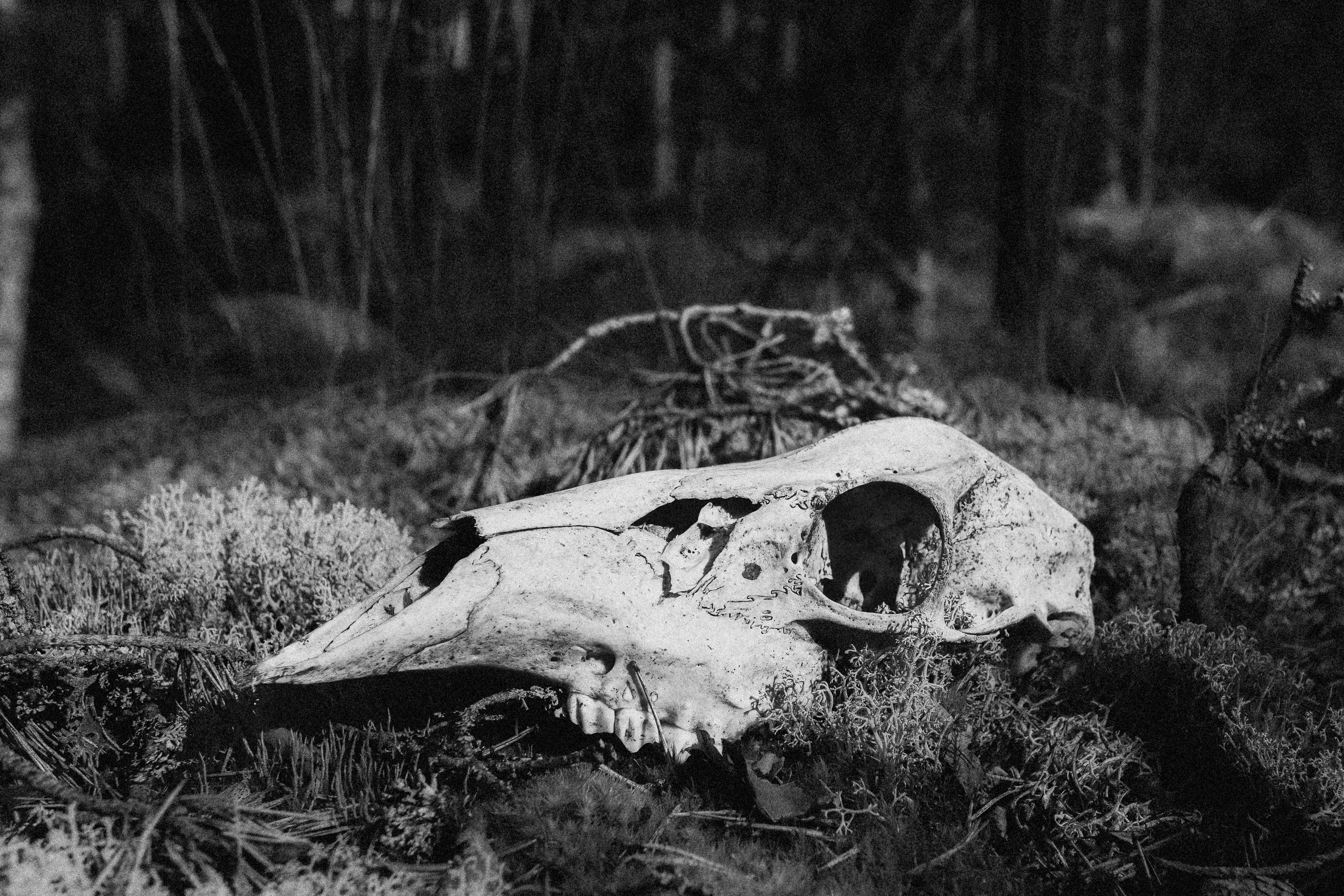 A deer skull rests on moss in the forest.