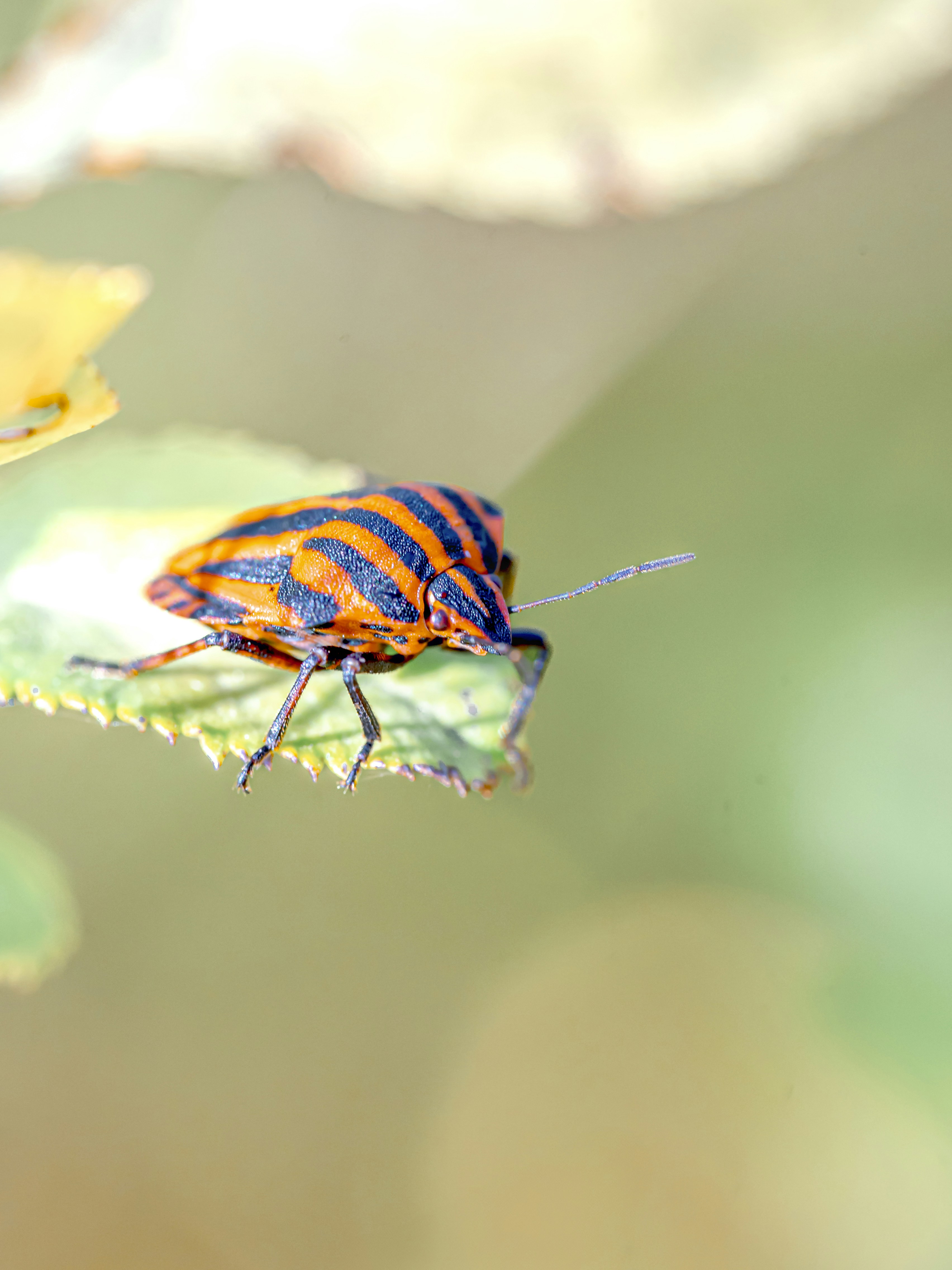 Vivid Stripes on a Sunlit Leaf: Macro Portrait of a Tiny Insect