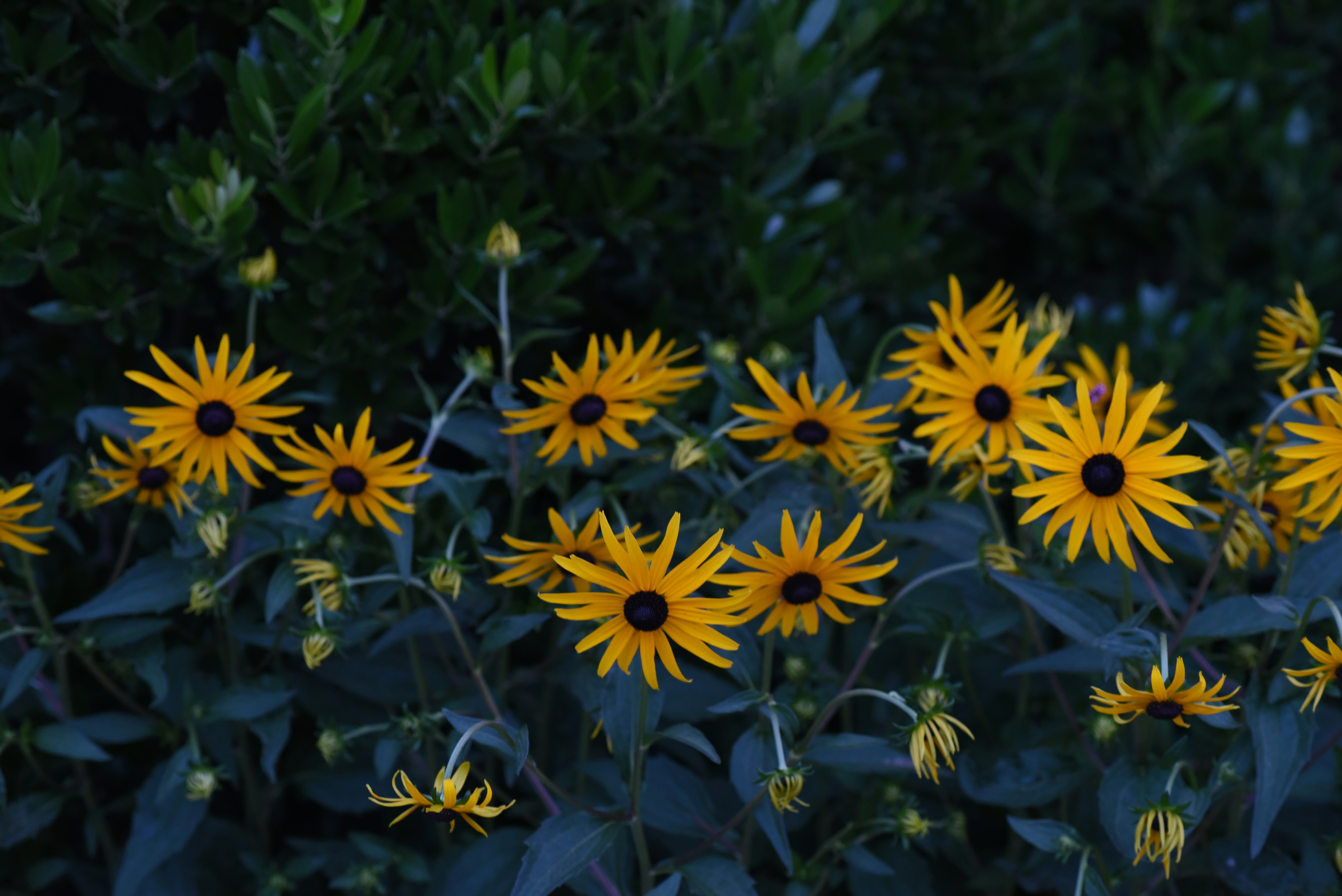 For more photos visit our website: https://mvvacation.com | Yellow flowers with dark centers bloom brightly.