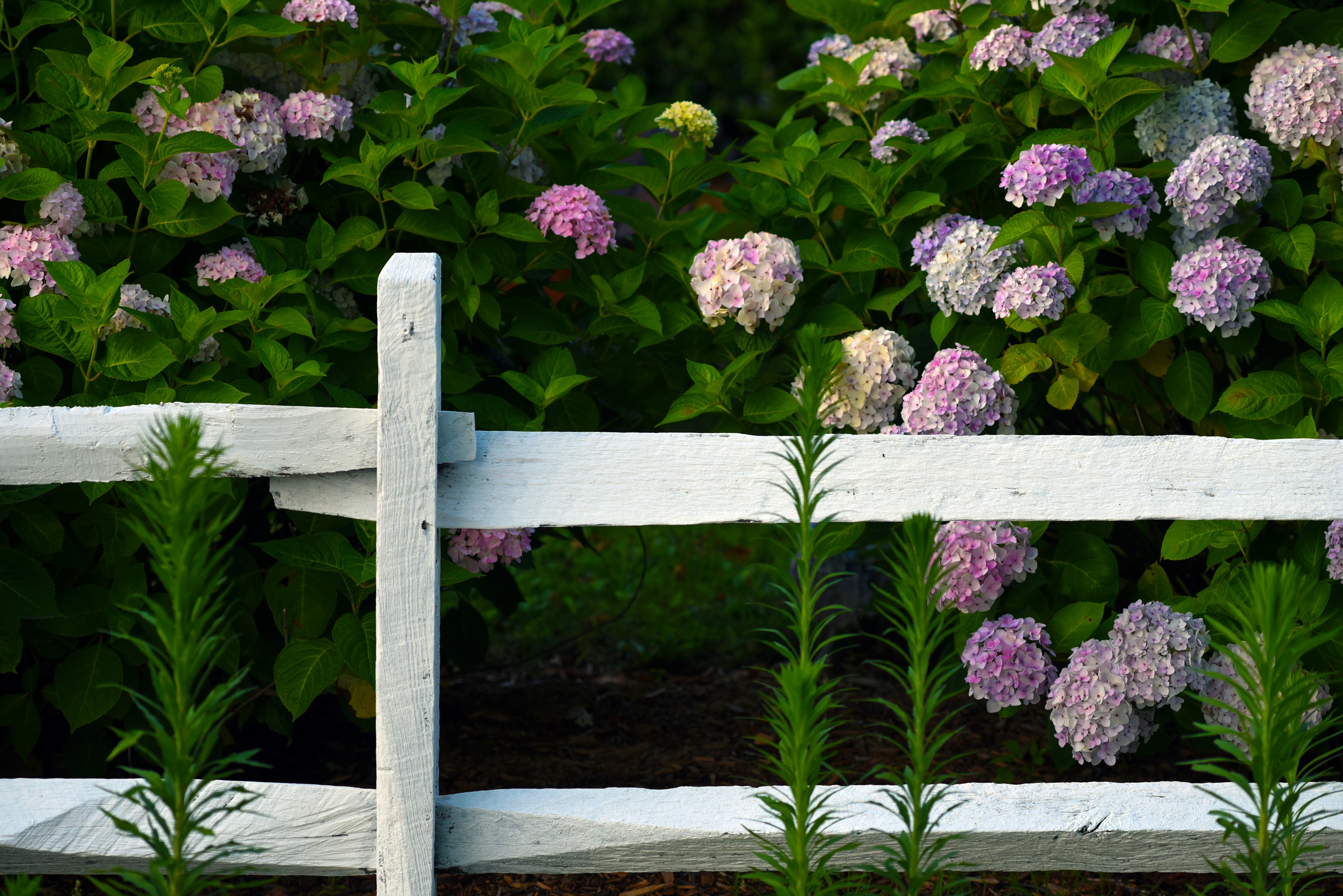 Delicate hydrangeas in shades of purple and pink frame a rustic white fence, creating a serene garden scene.