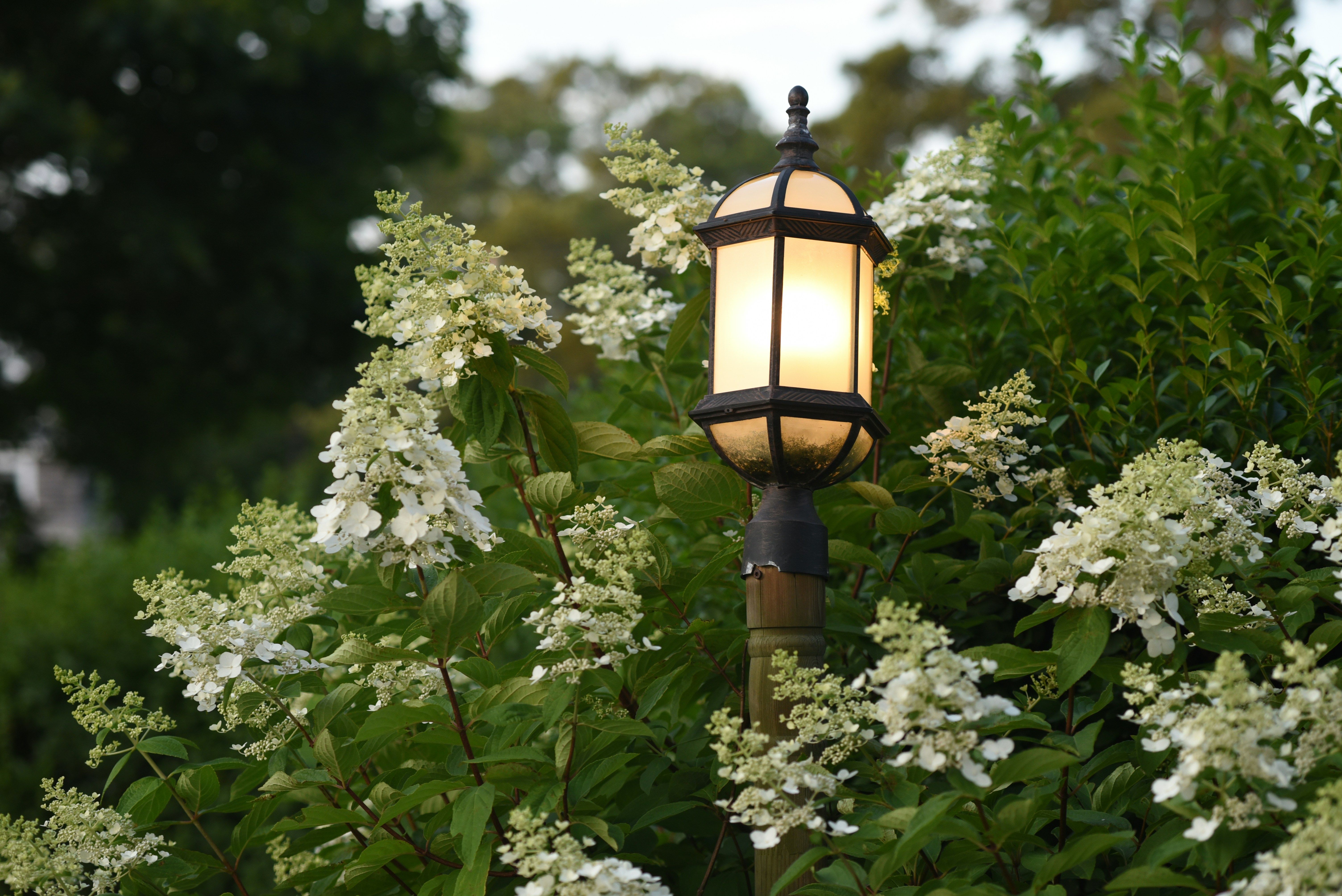 Illuminated Serenity Among Blossoms