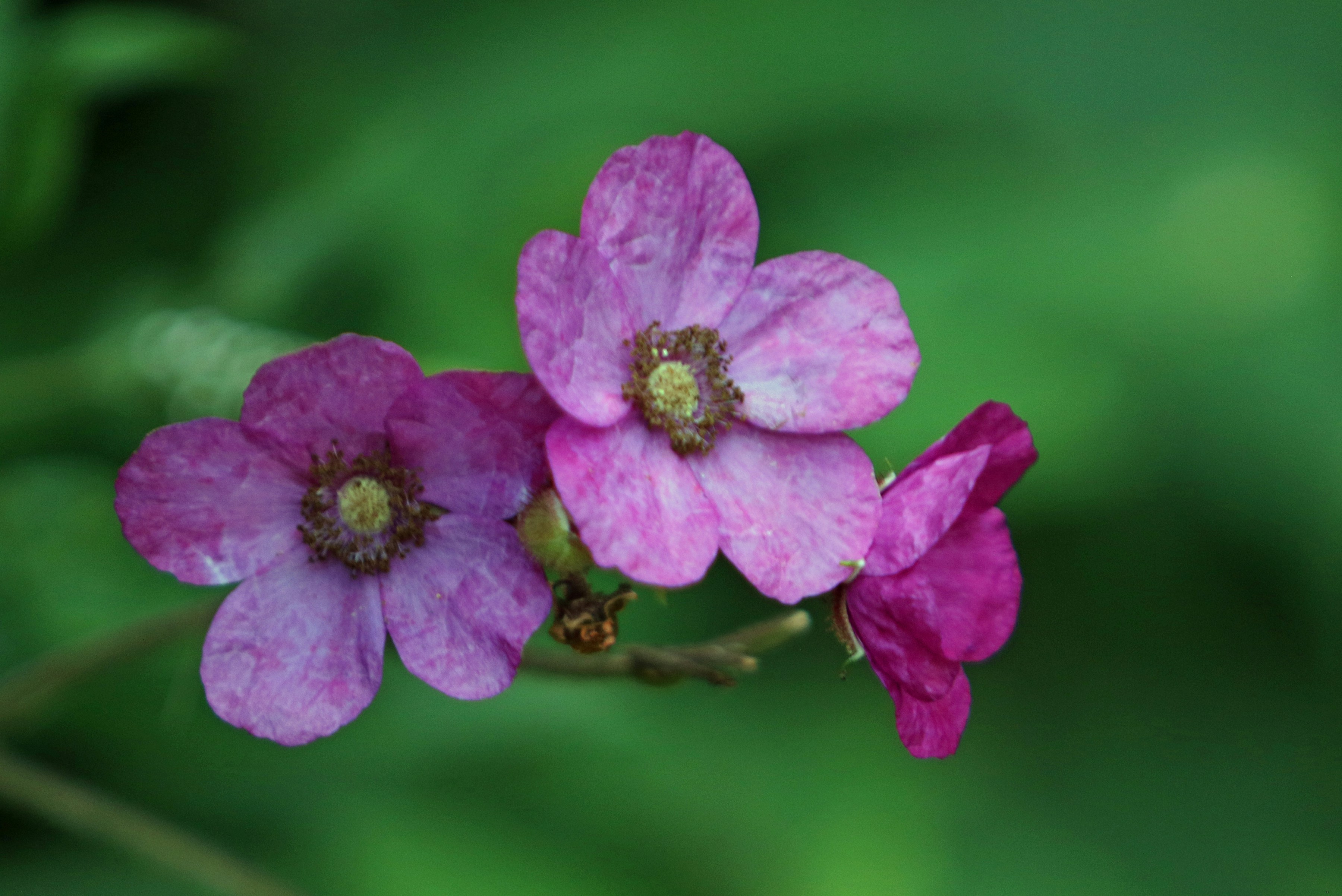 Three vibrant pink flowers with intricate details against a soft green background, showcasing the beauty of nature's palette.