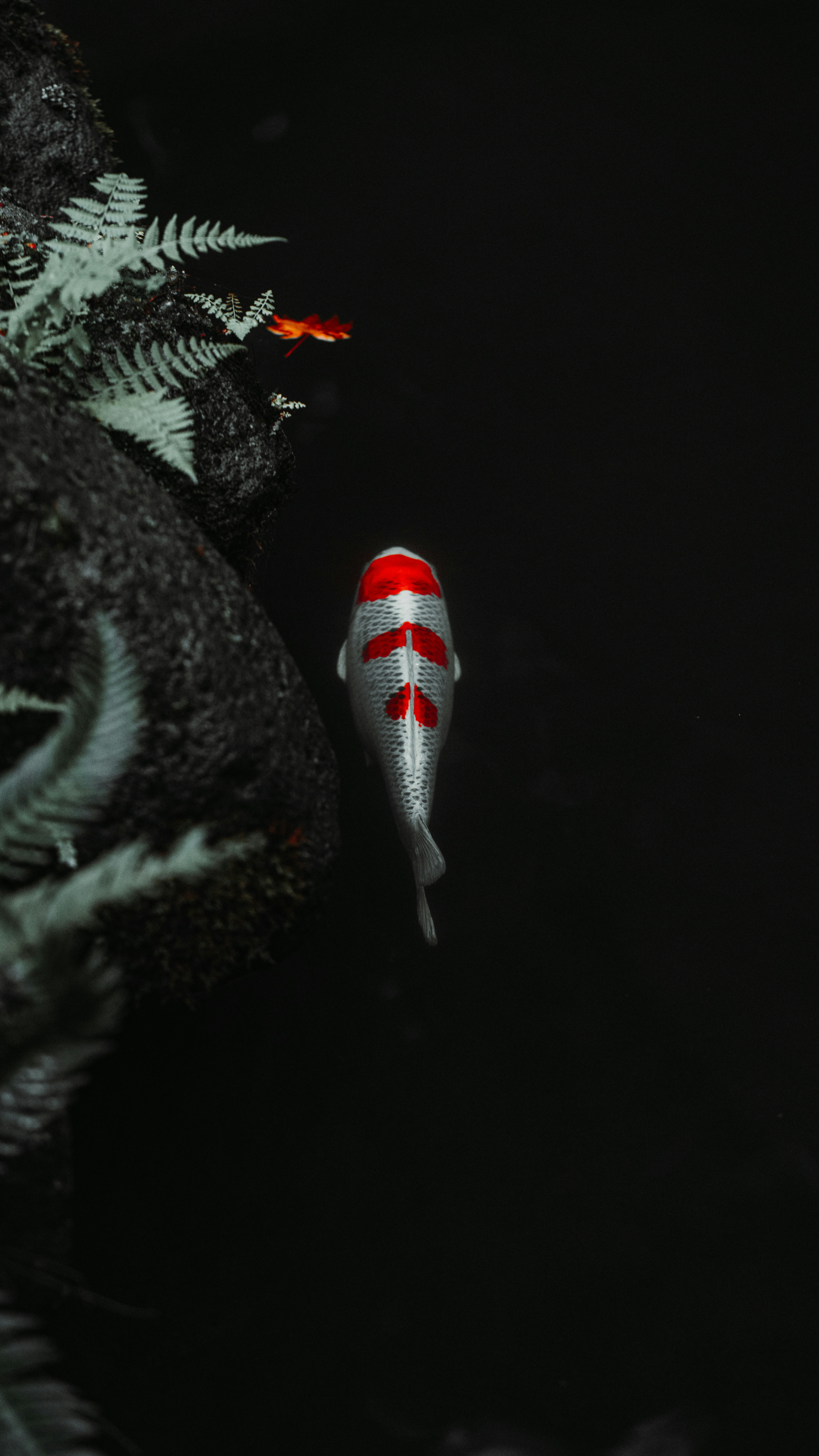 Serene Swim: The Koi's Journey
