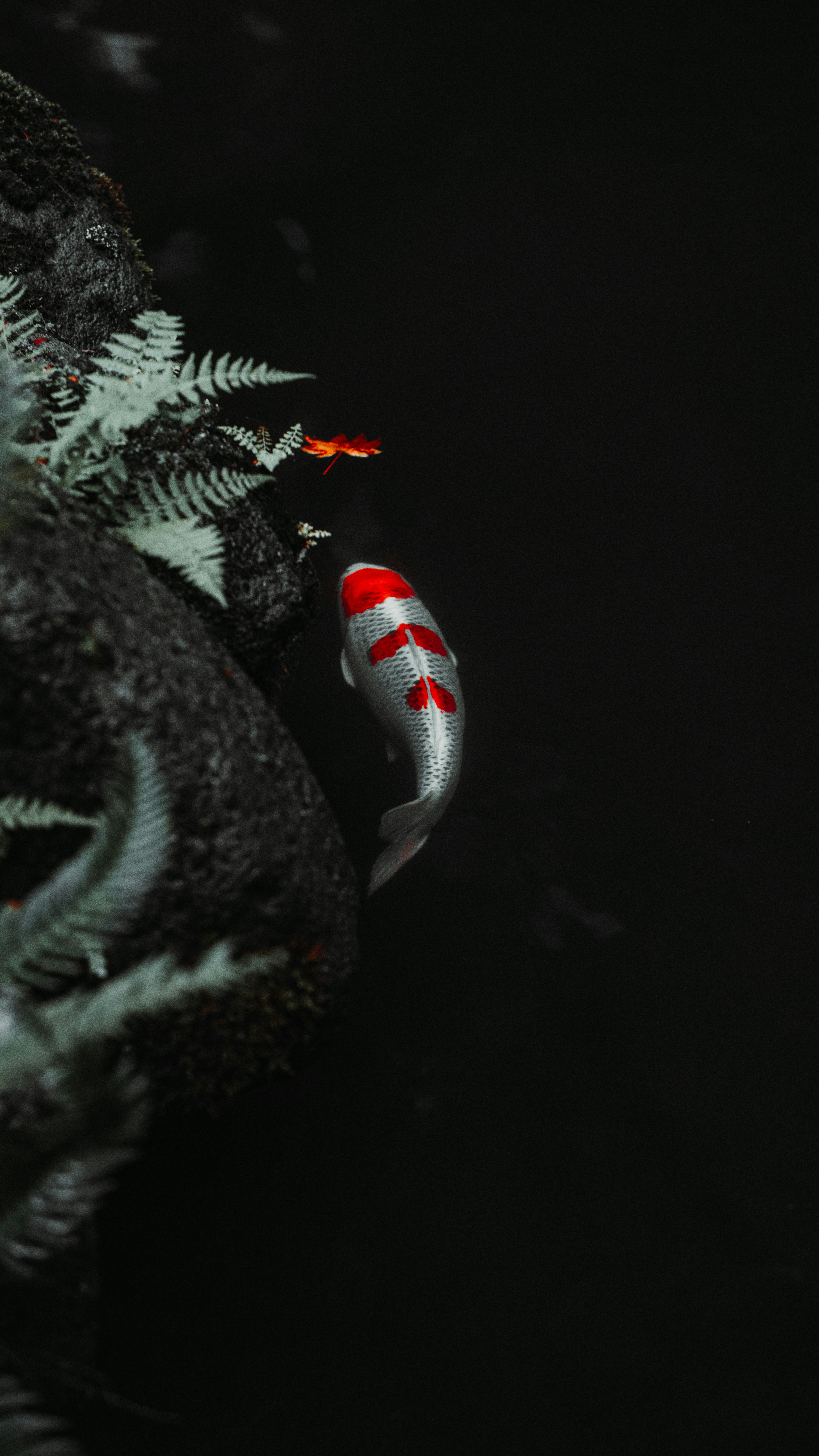 Fish swimming in water | A koi fish swims in dark water.