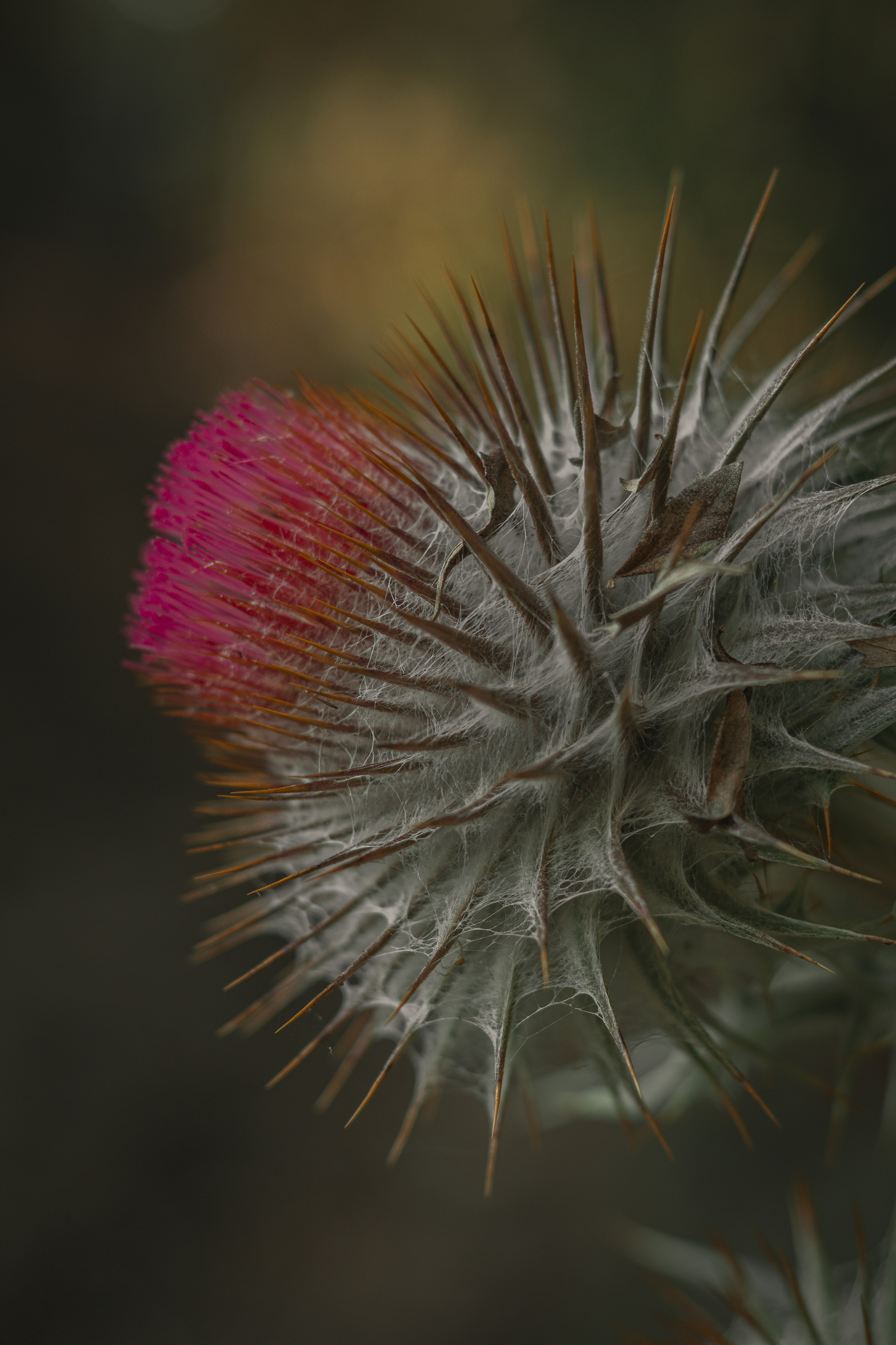 A spiky thistle flower displays pink. photo – Free Flower Image on Unsplash