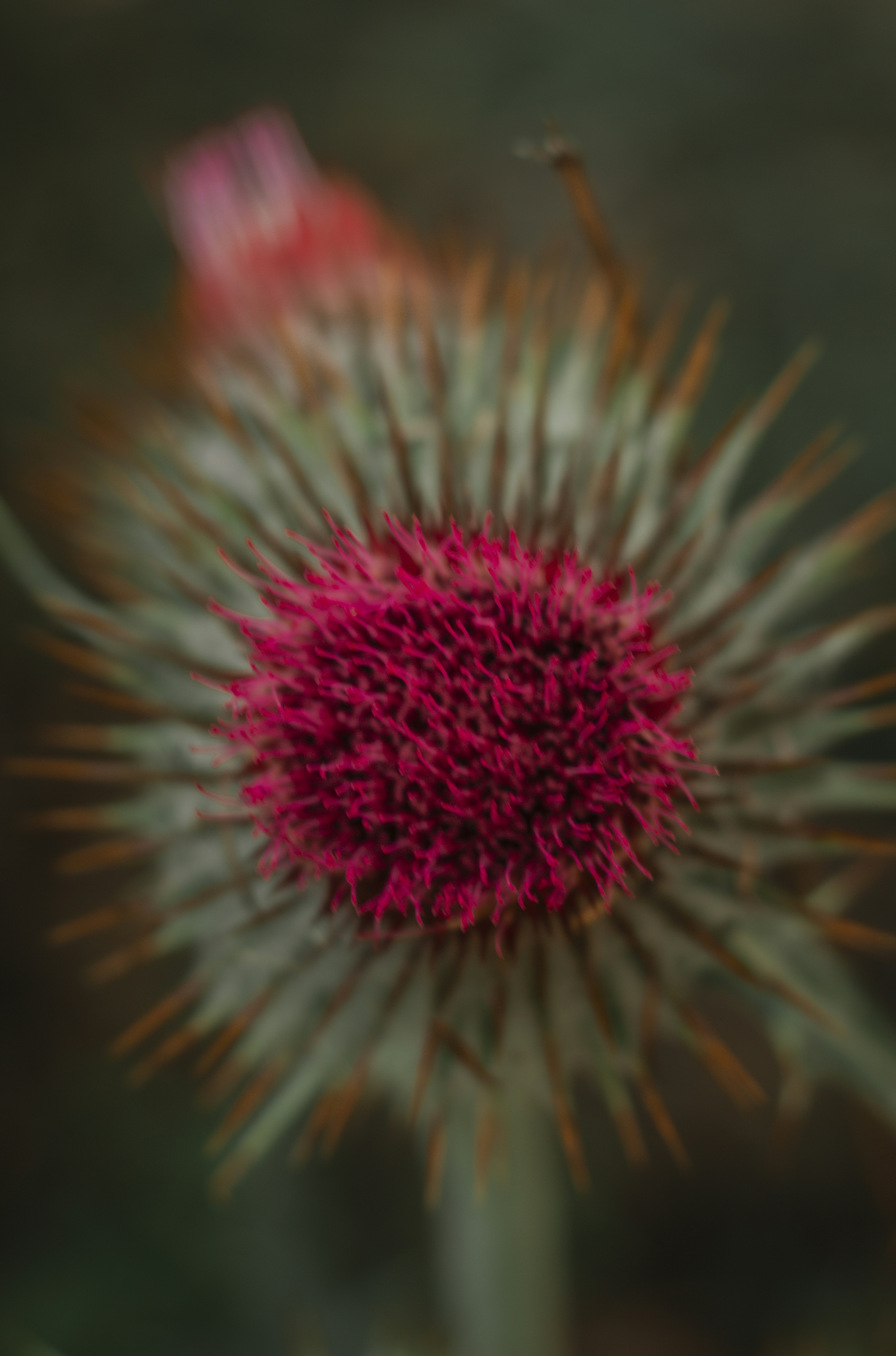 A vibrant thistle bloom showcases its beauty.