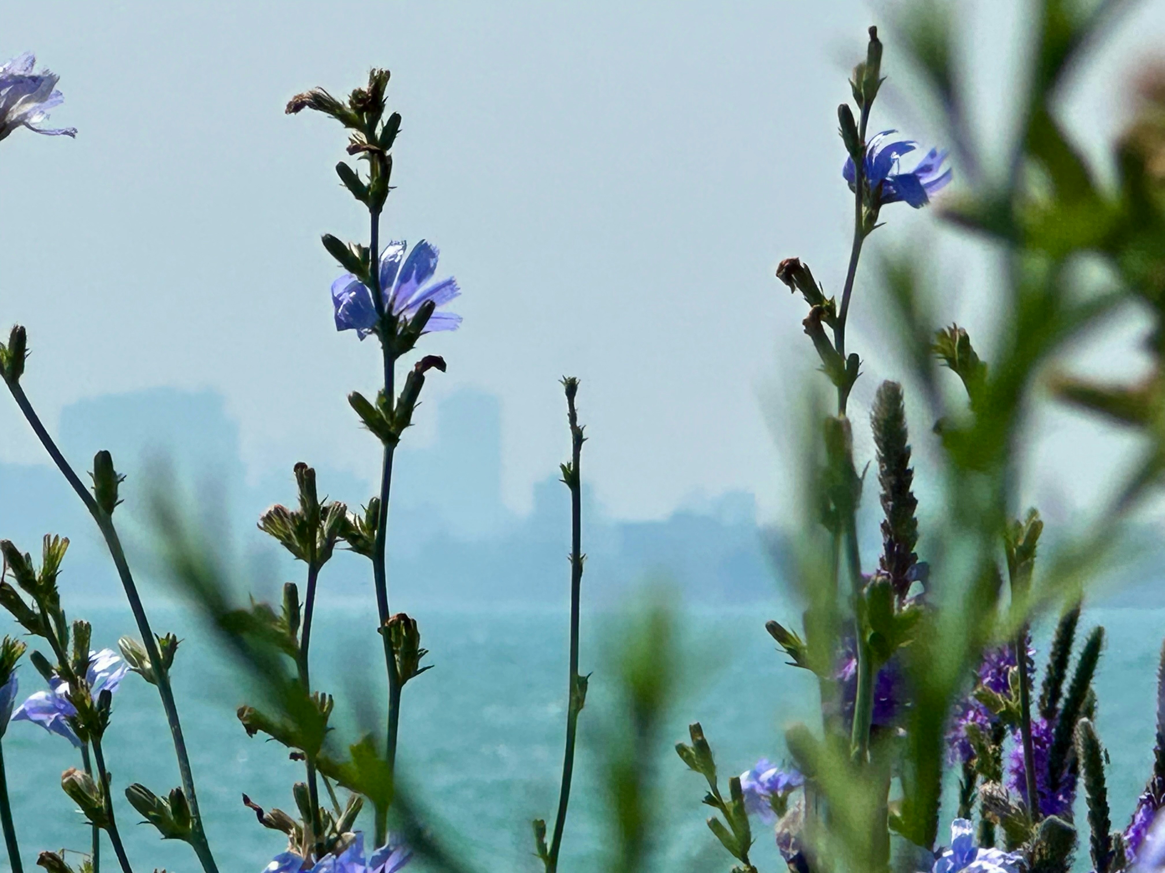 Whispers of Nature Amidst Urban Horizons